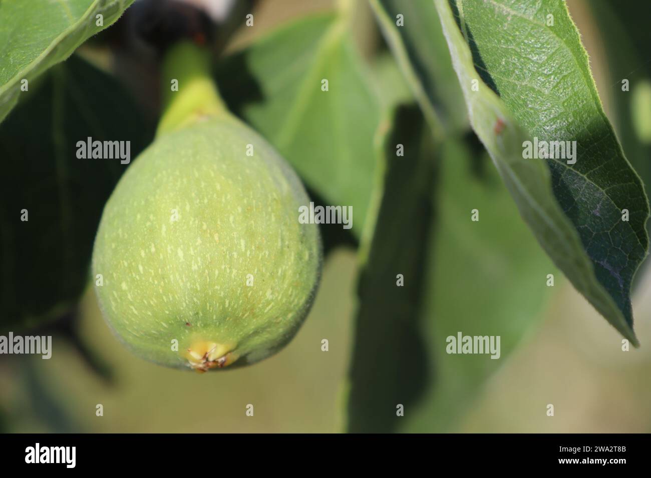Green fig fruit ripens on a tree between leaves in summer under the sun ...