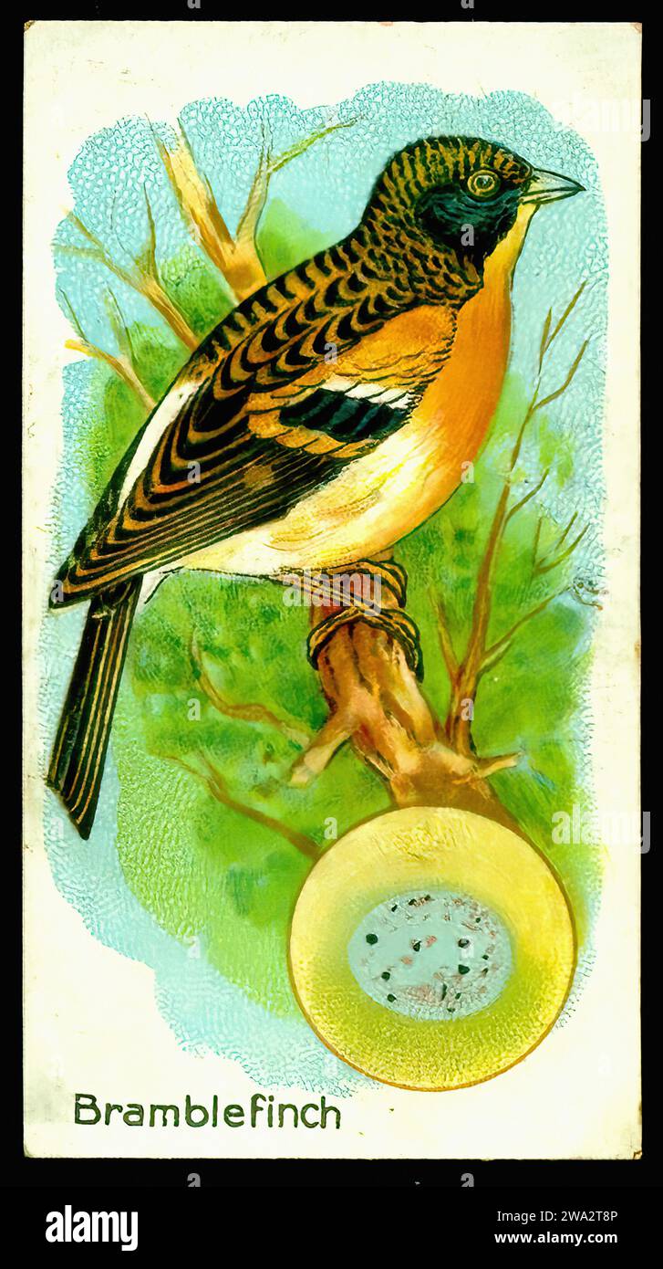 The Bramblefinch - Vintage British Tradecard Stock Photo - Alamy
