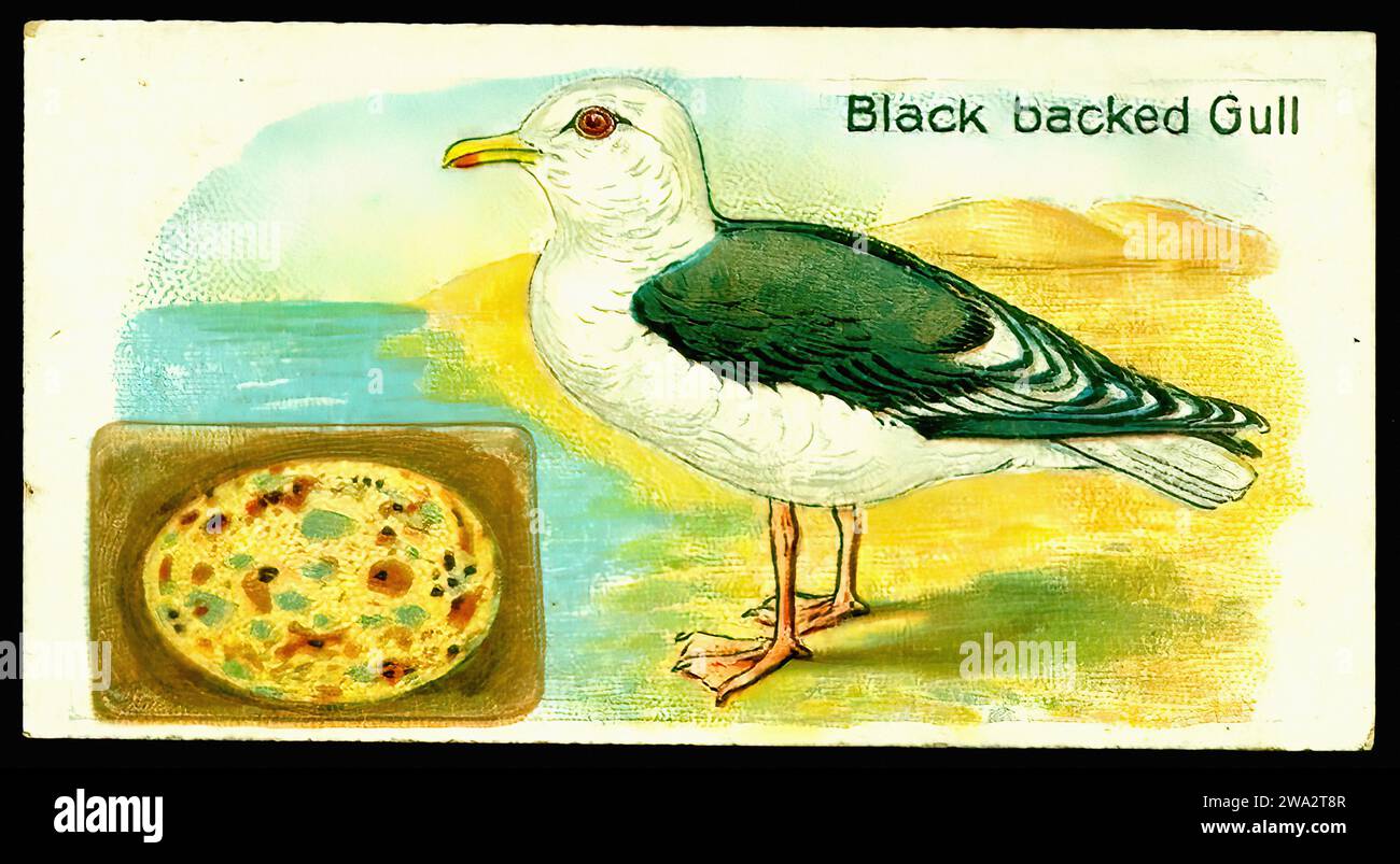 The Black Backed Gull - Vintage British Tradecard Stock Photo - Alamy