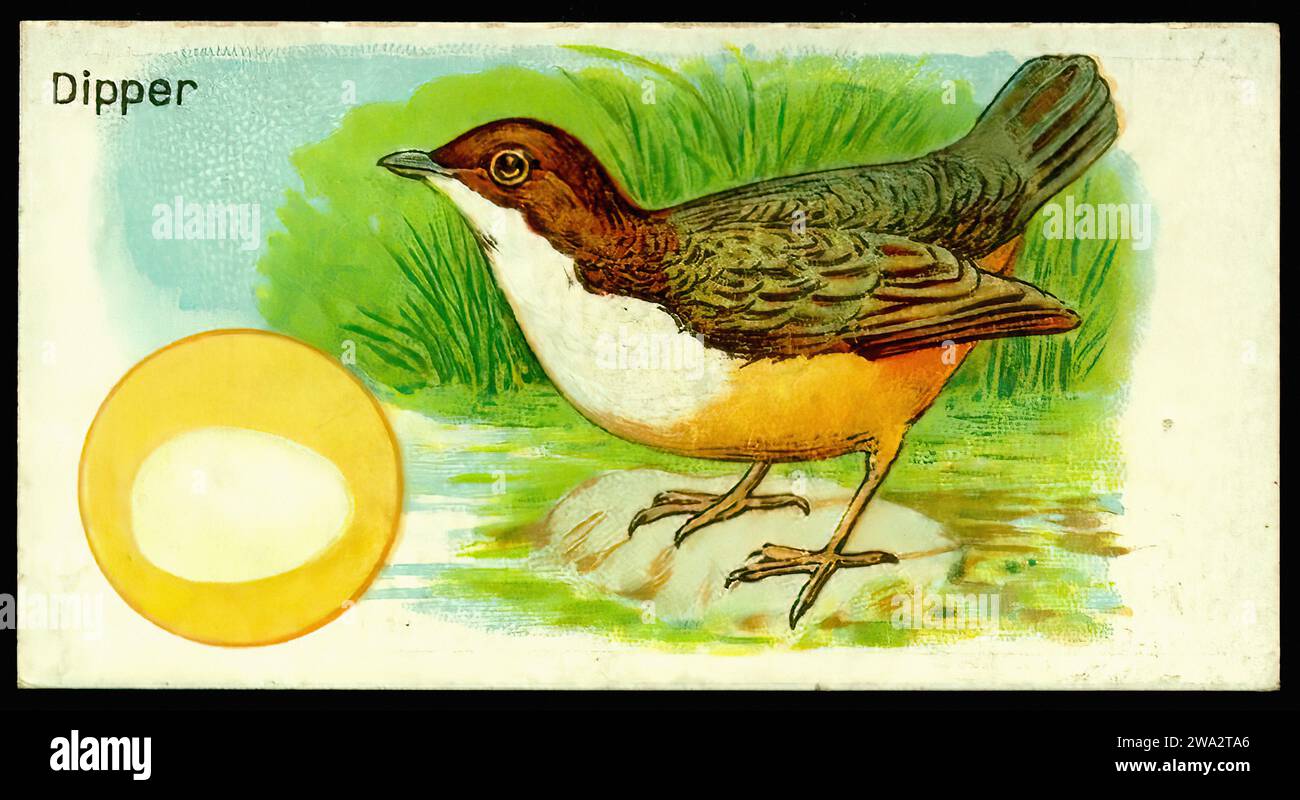 The Dipper 00001 - Vintage British Tradecard Stock Photo - Alamy