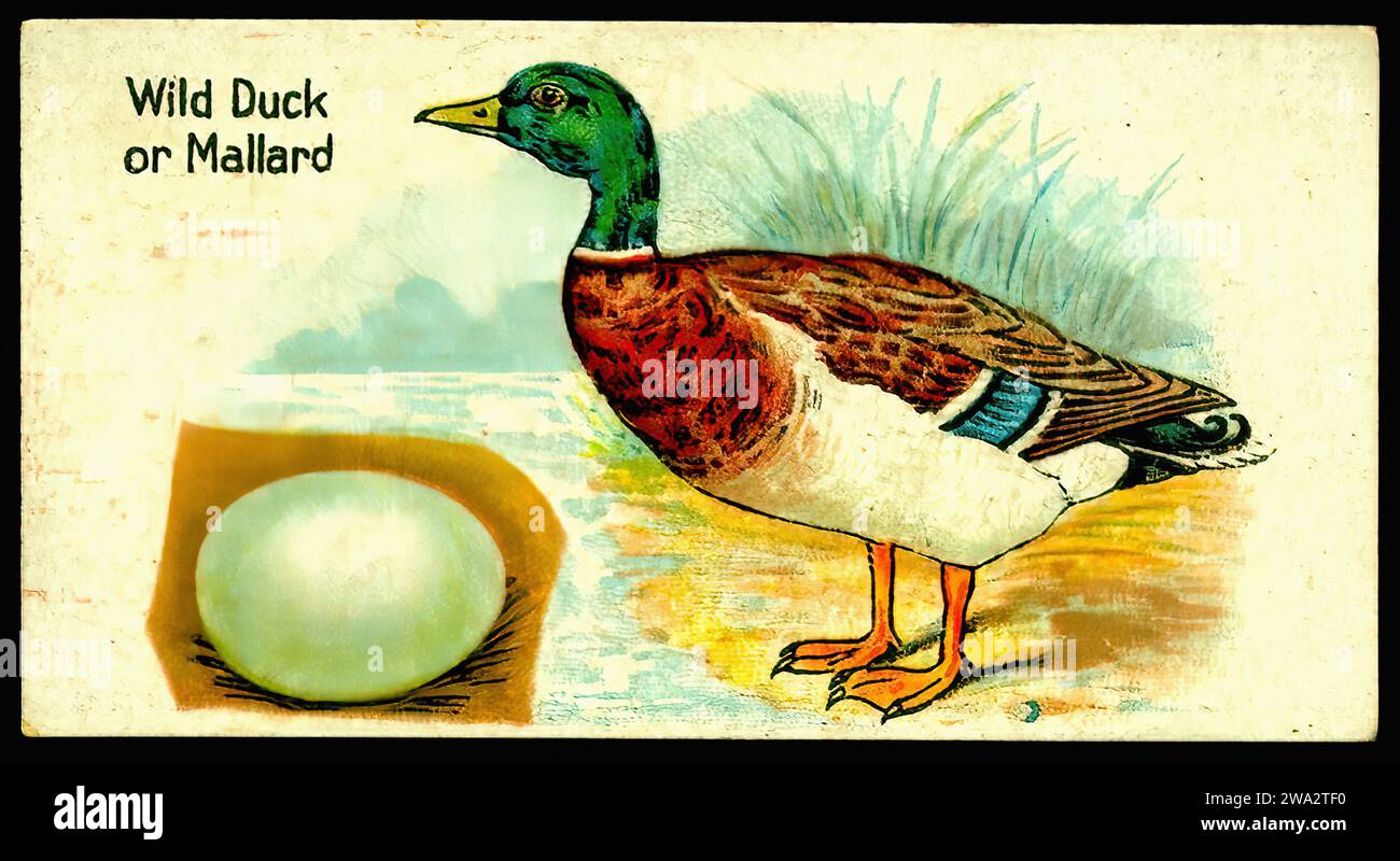 The Mallard - Vintage British Tradecard Stock Photo - Alamy