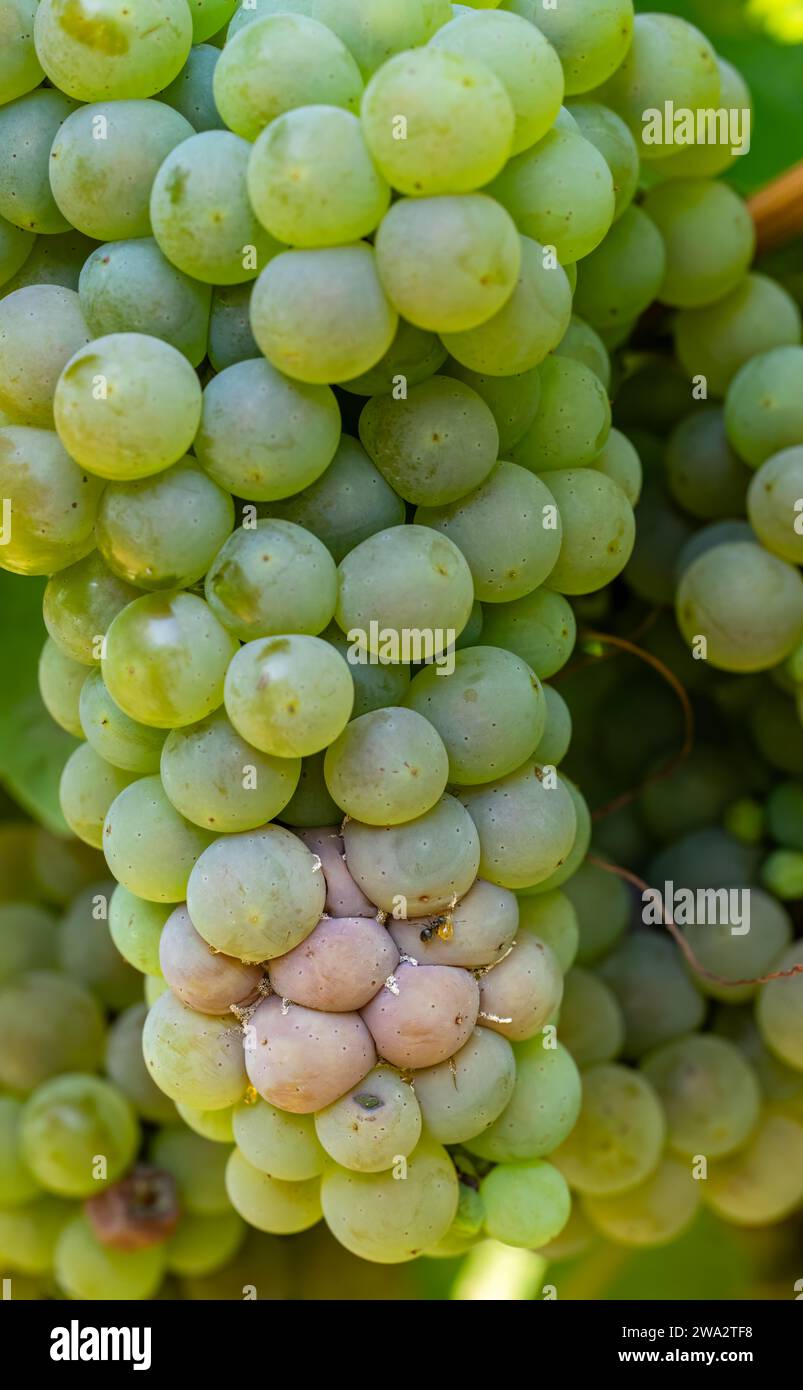 White grapes damaged by ants and attacked infested with rot and mold ...