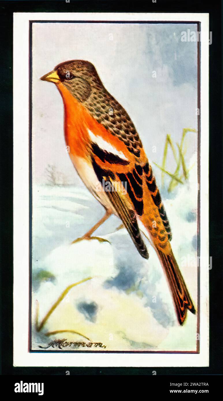 Hyde's bird seed hi-res stock photography and images - Alamy