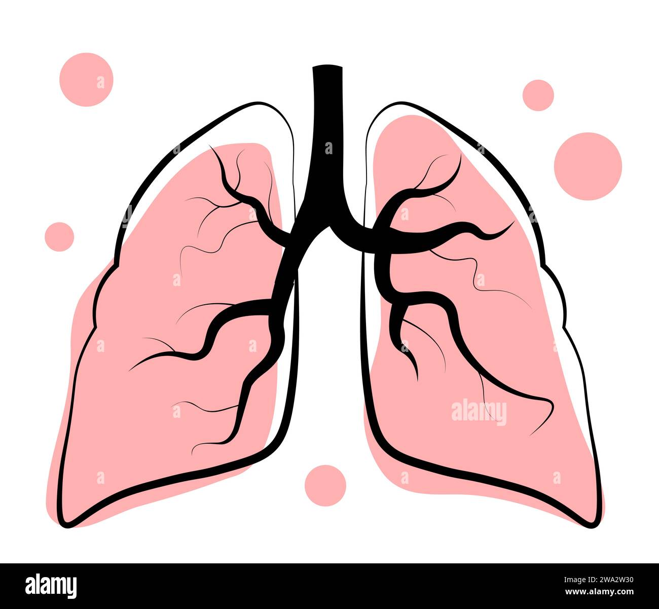 Lungs on white background. Anatomy Stock Vector Image & Art - Alamy