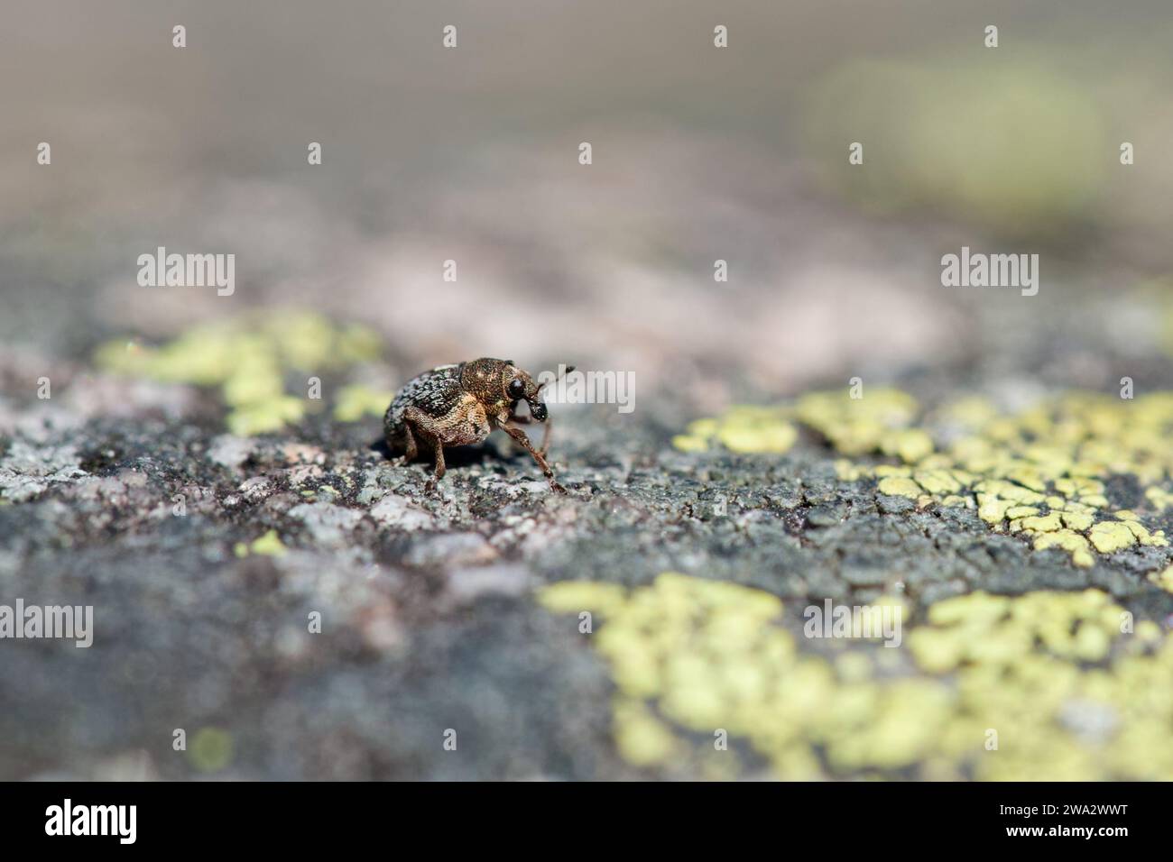 Minute seed weevil (Rhinoncus pericarpius Stock Photo - Alamy