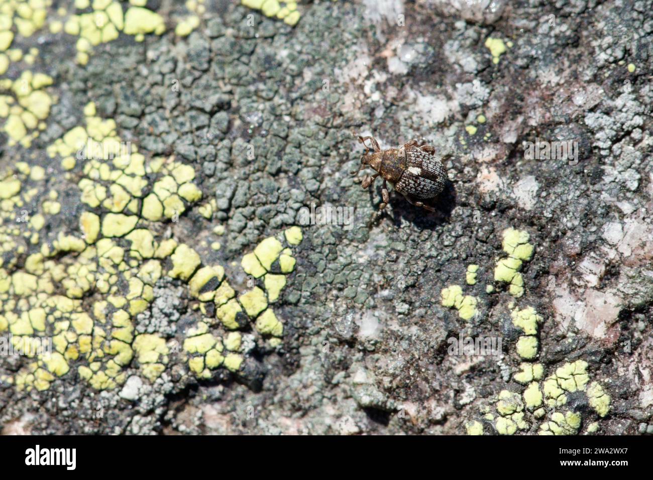 Rhinoncus pericarpius hi-res stock photography and images - Alamy