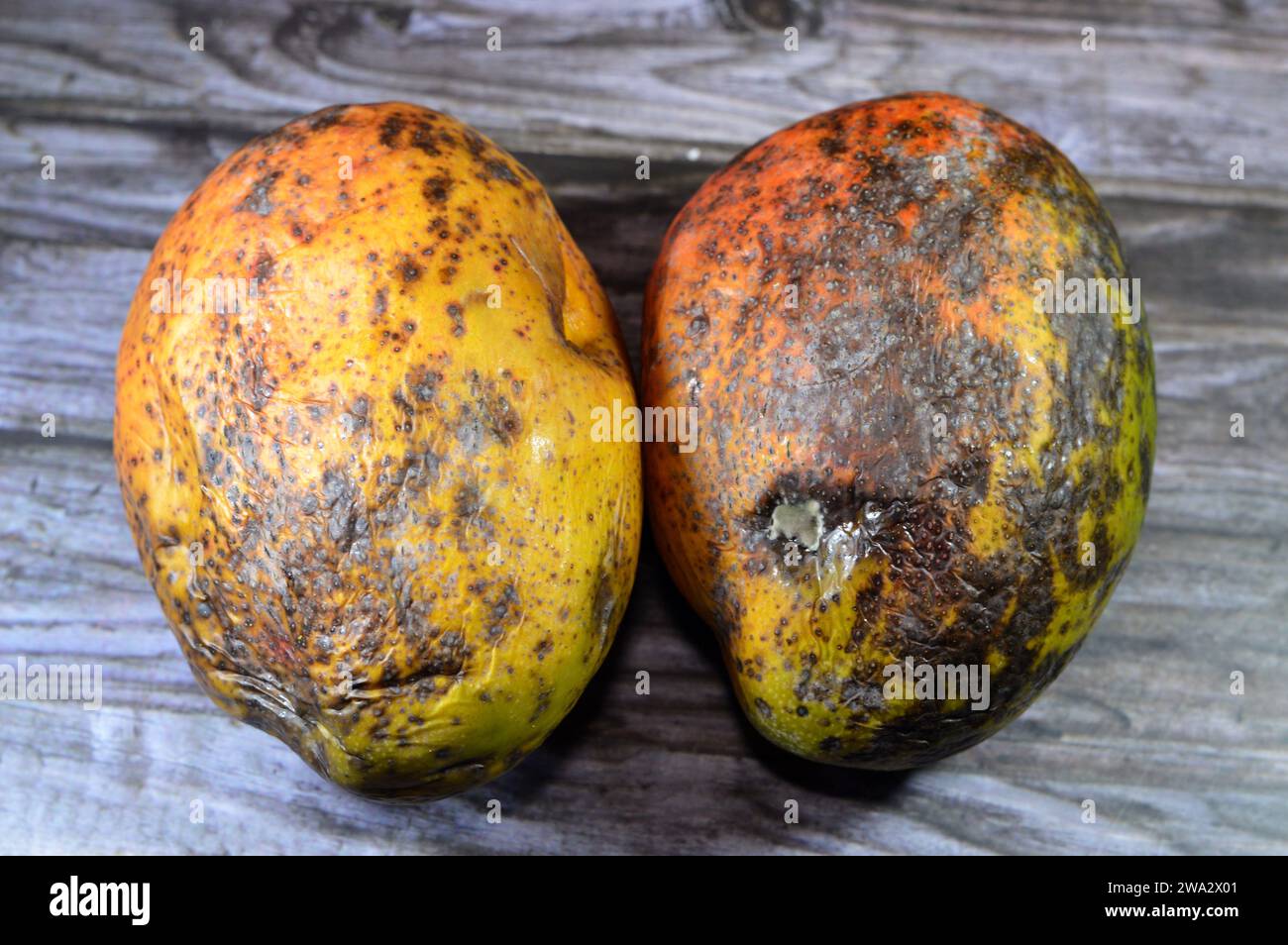 Fungal metabolites hi-res stock photography and images - Alamy