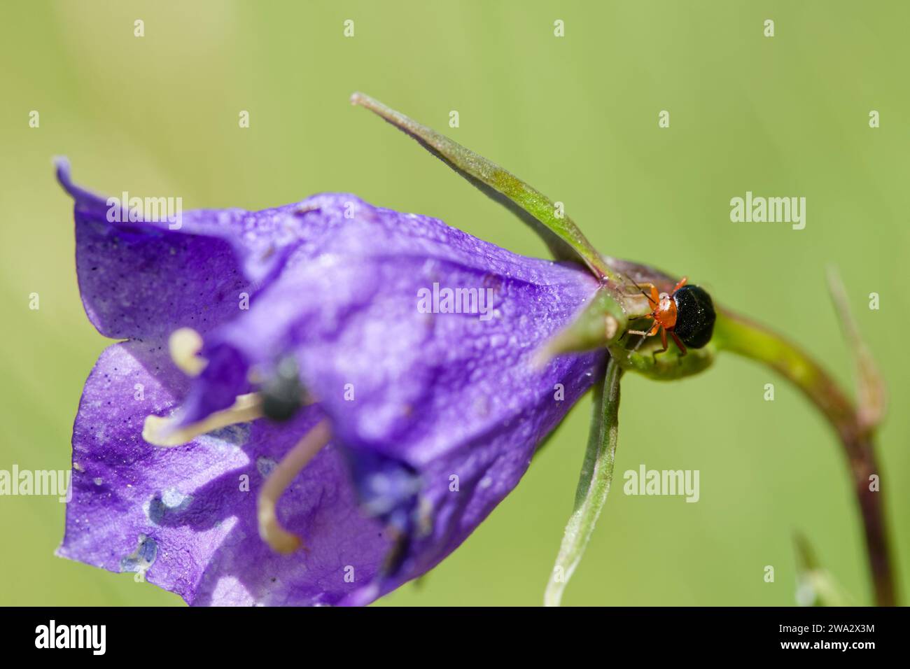 Capsid mirid bug (Strongylocoris leucocephalus Stock Photo - Alamy