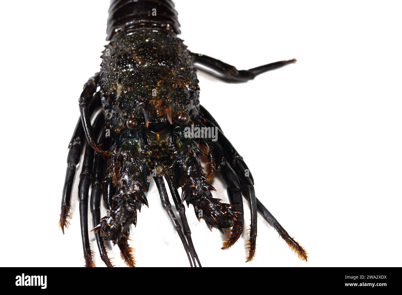 Raw uncooked fresh lobster, Lobsters are a family Nephropidae ...