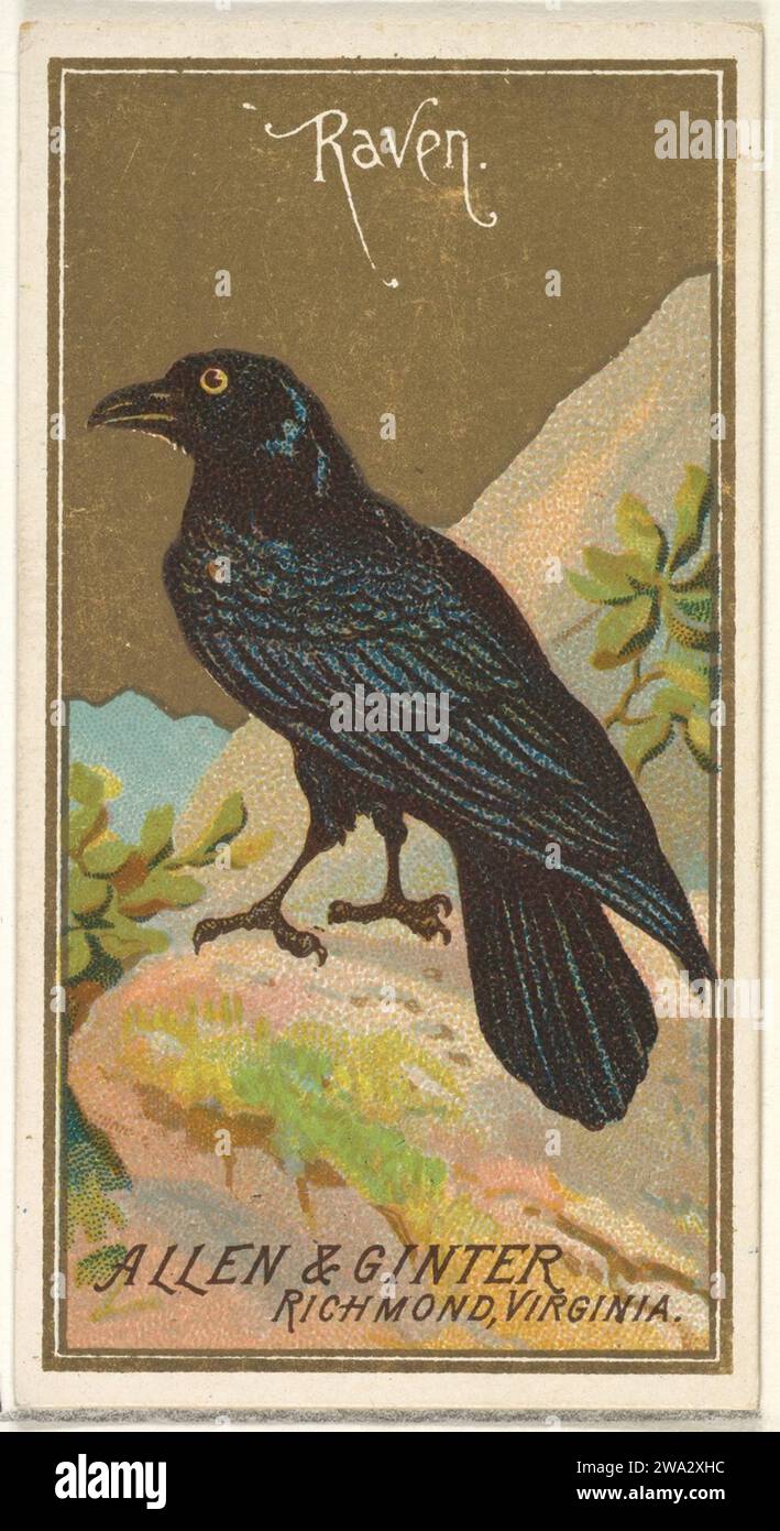 Raven, from the Birds of America series (N4) for Allen & Ginter ...