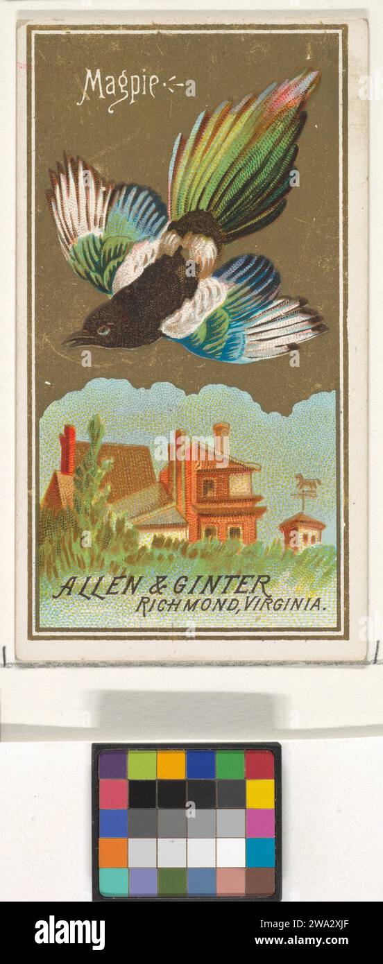 Magpie, from the Birds of America series (N4) for Allen & Ginter ...