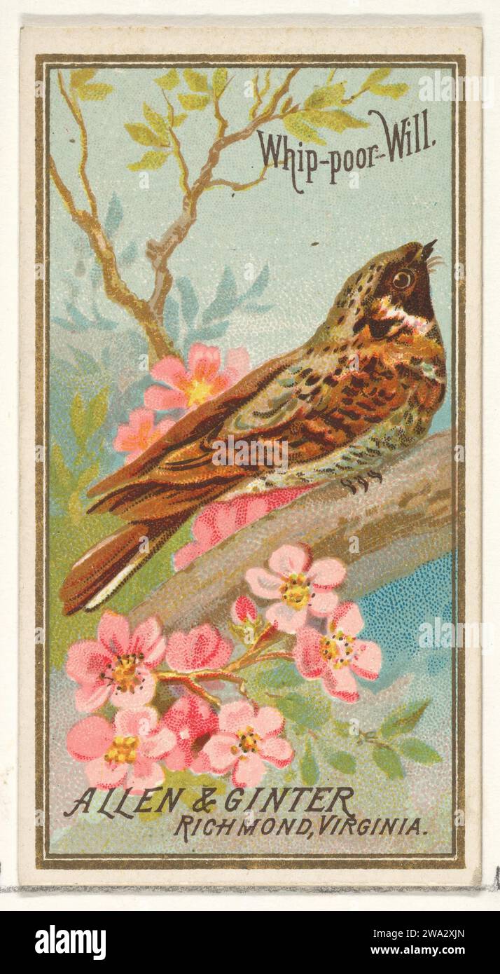Whip-poor-Will, from the Birds of America series (N4) for Allen ...