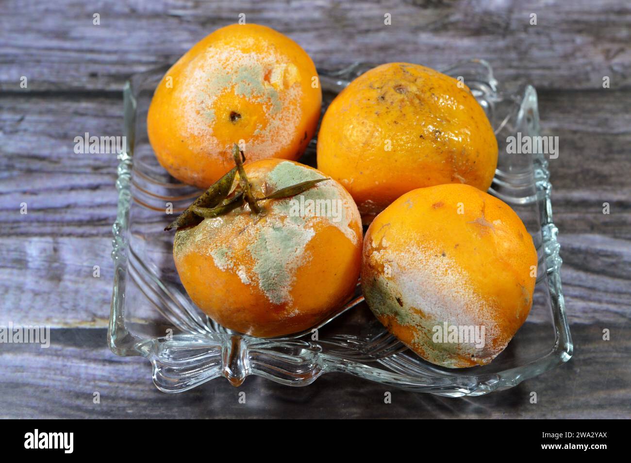 Mandarin orange with mold, mould is one of the structures that certain ...