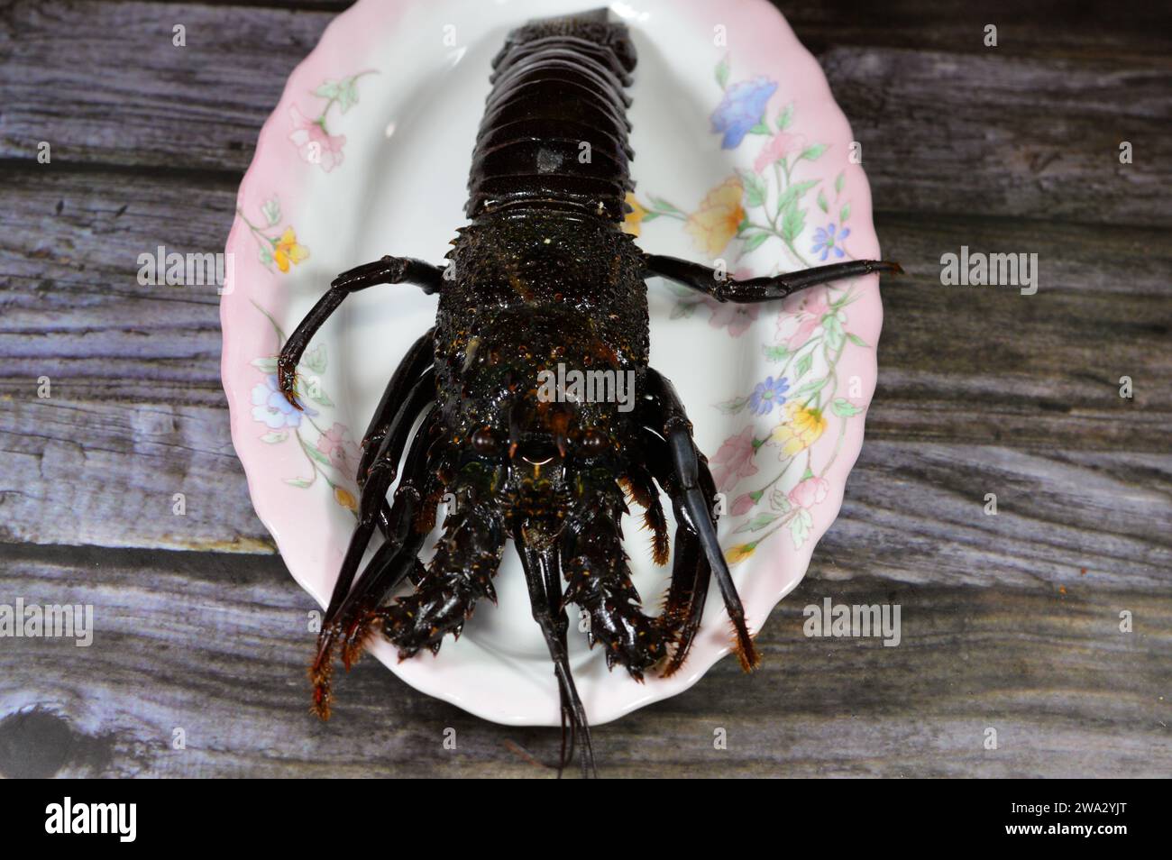 Raw uncooked fresh lobster, Lobsters are a family Nephropidae ...