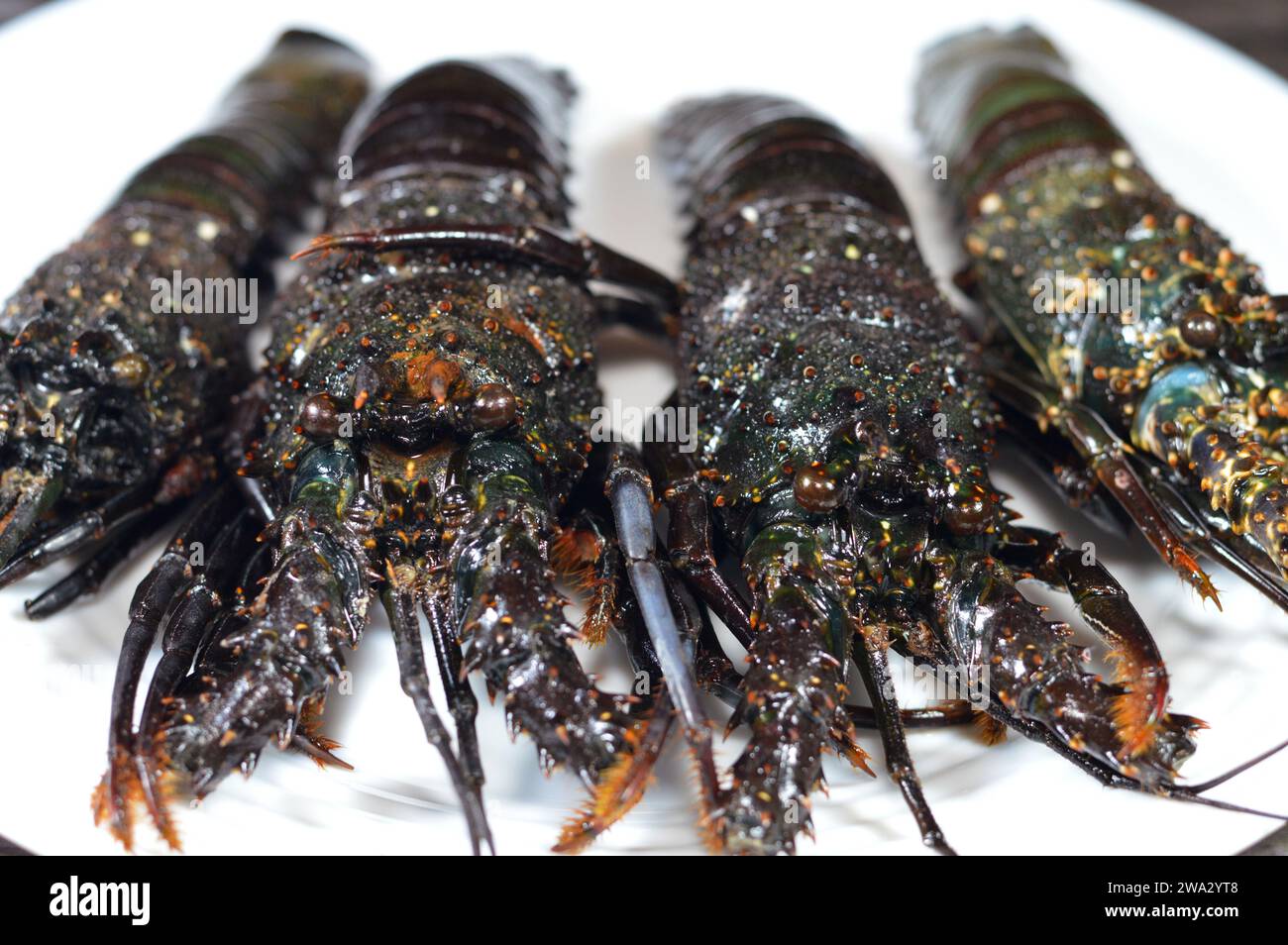 Raw uncooked fresh lobster, Lobsters are a family Nephropidae ...