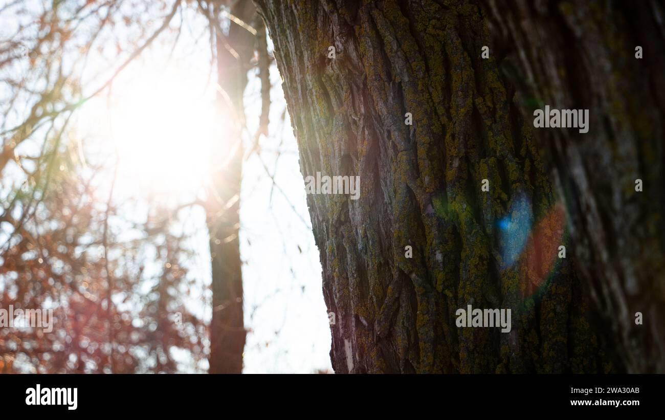 Tree farm setting hi-res stock photography and images - Alamy