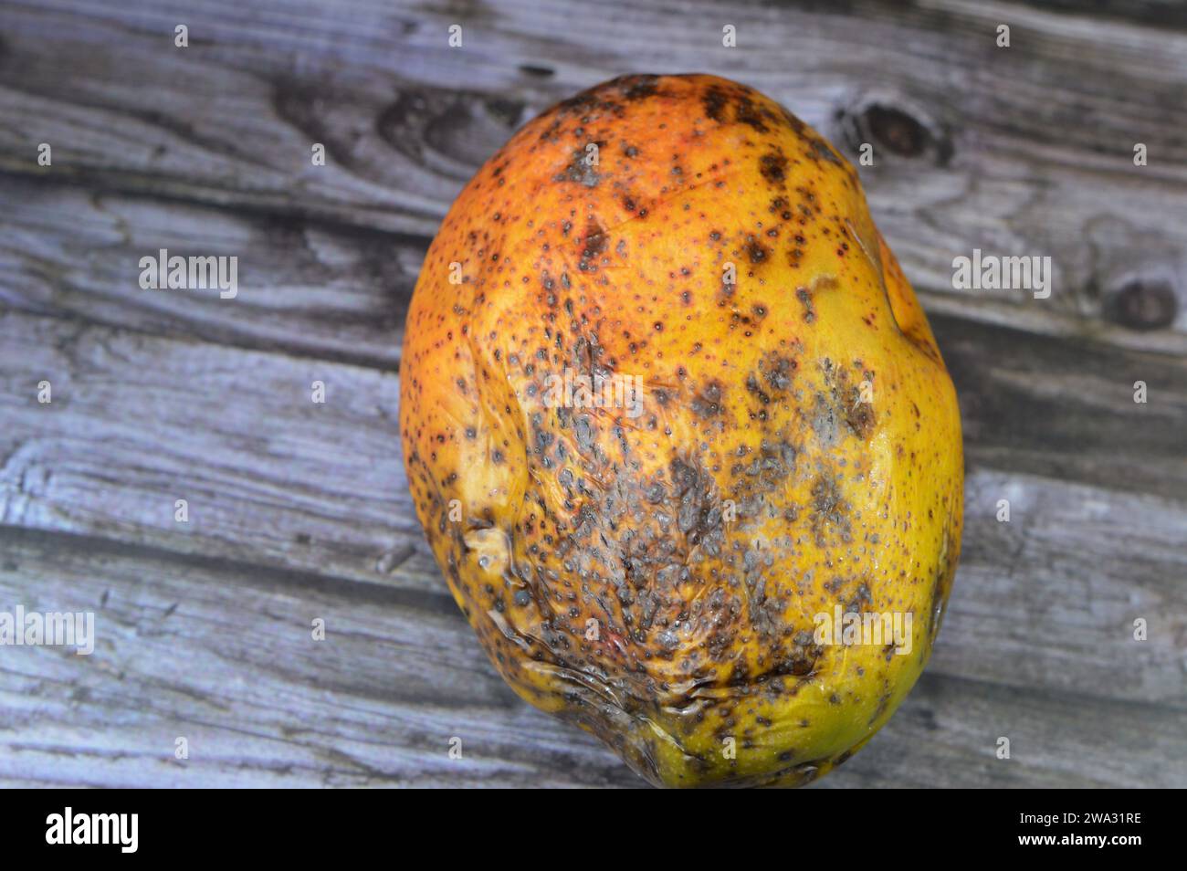 Fungal metabolites hi-res stock photography and images - Alamy