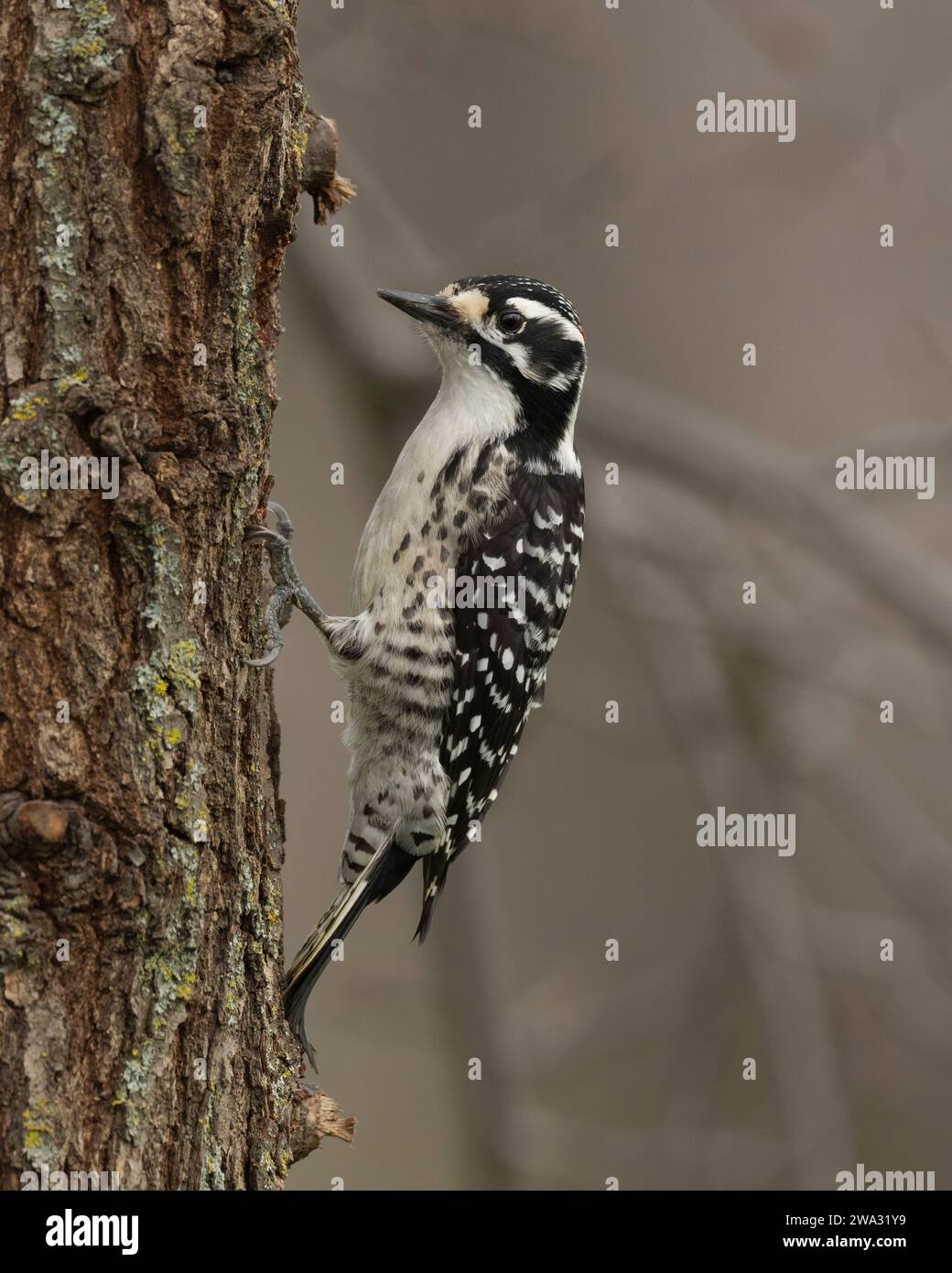 Nuttall's Woodpecker (Dryobates nuttallii) Sacramento County California ...