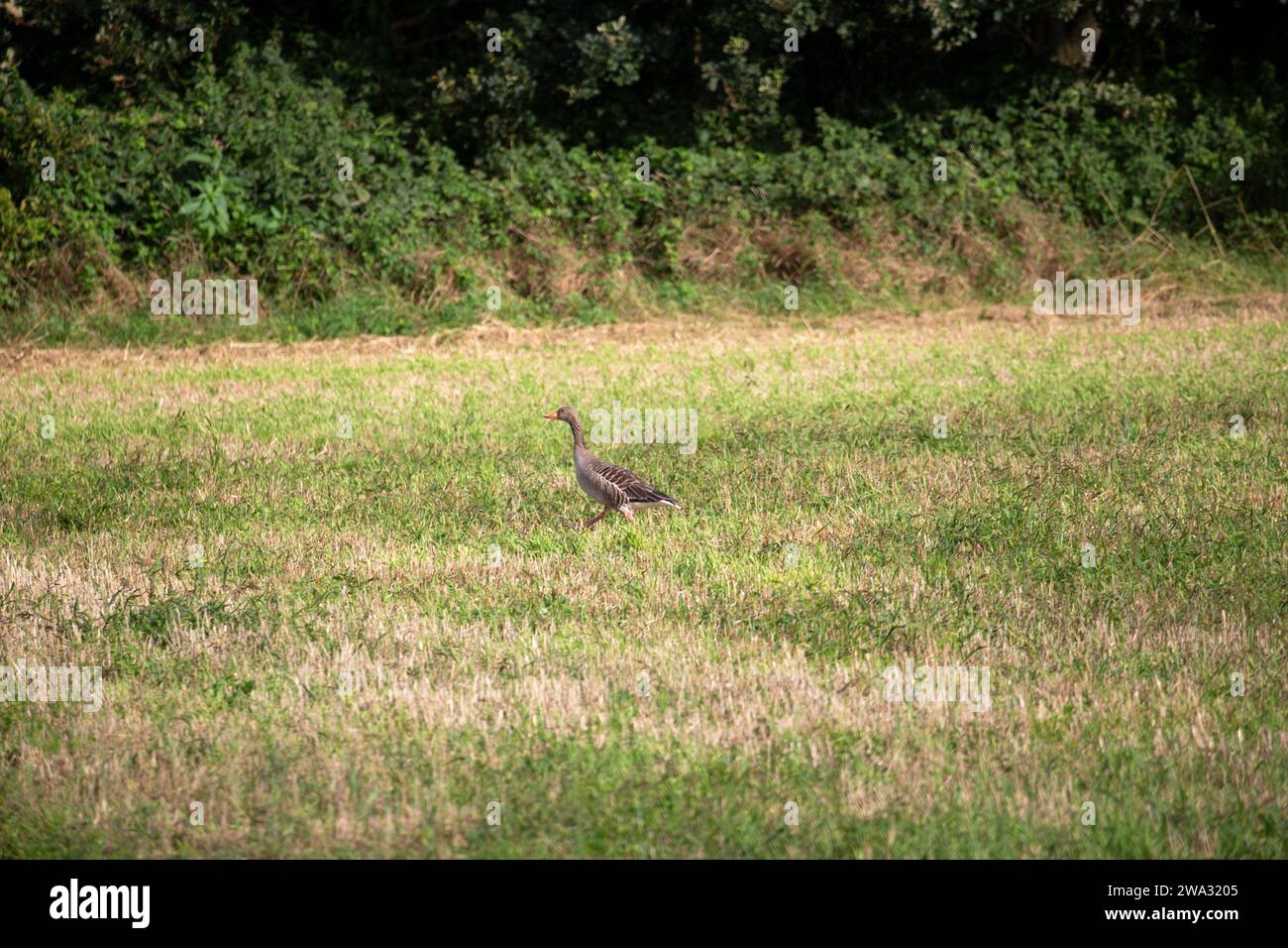 wild geese and wild ducks on a field in the north west of germany ...