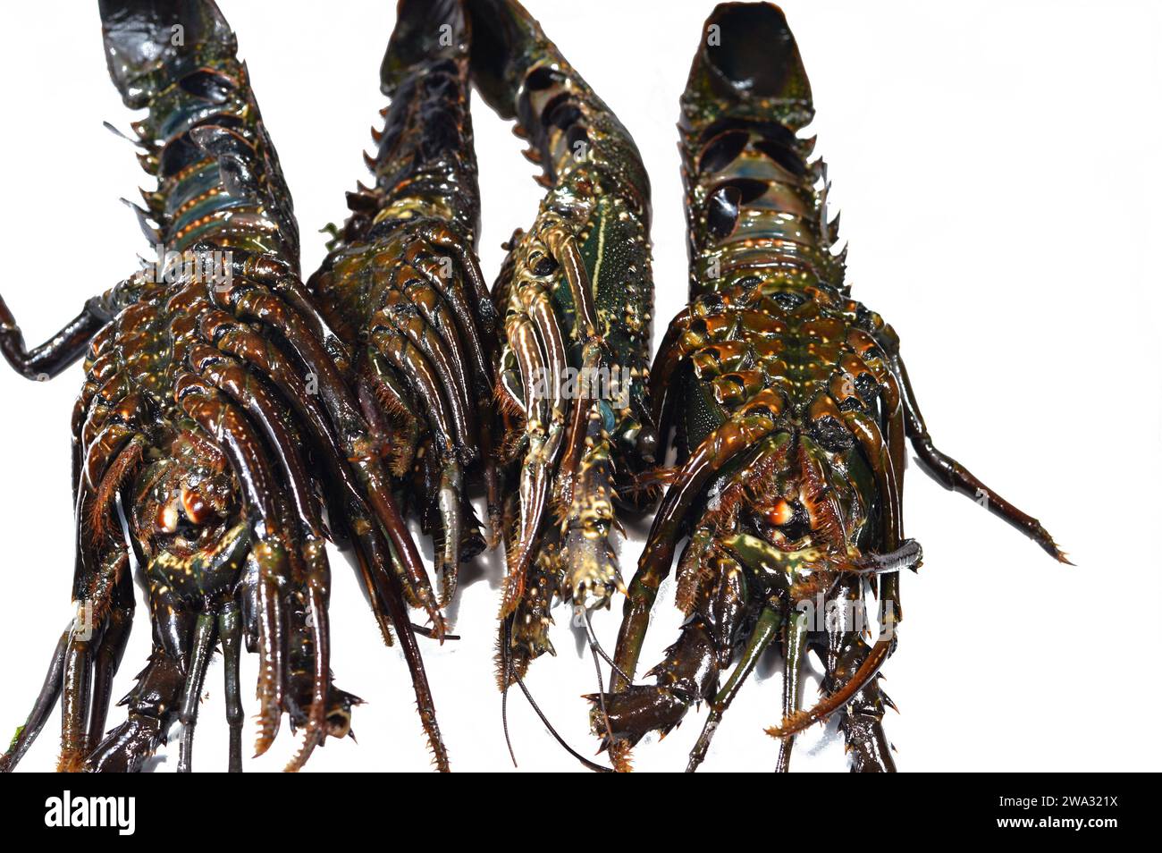 Raw uncooked fresh lobster, Lobsters are a family Nephropidae ...