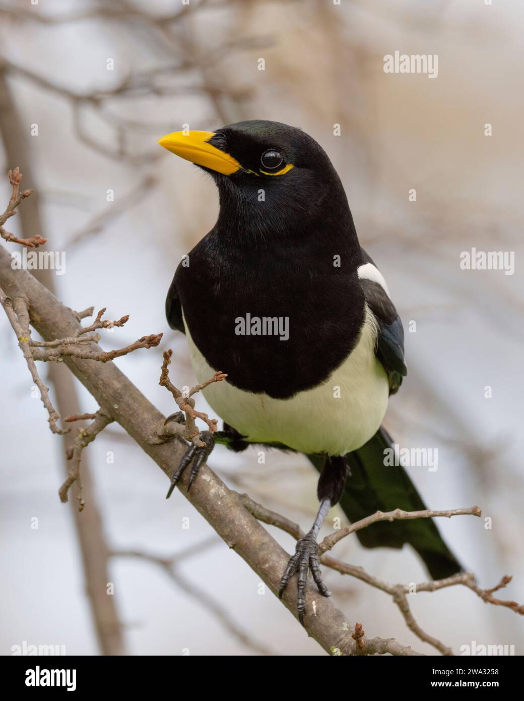A Yellow-billed Magpie (Pica nuttalli), endemic to California, perched ...