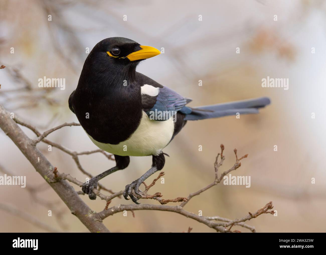A Yellow-billed Magpie (Pica nuttalli), endemic to California, perched ...