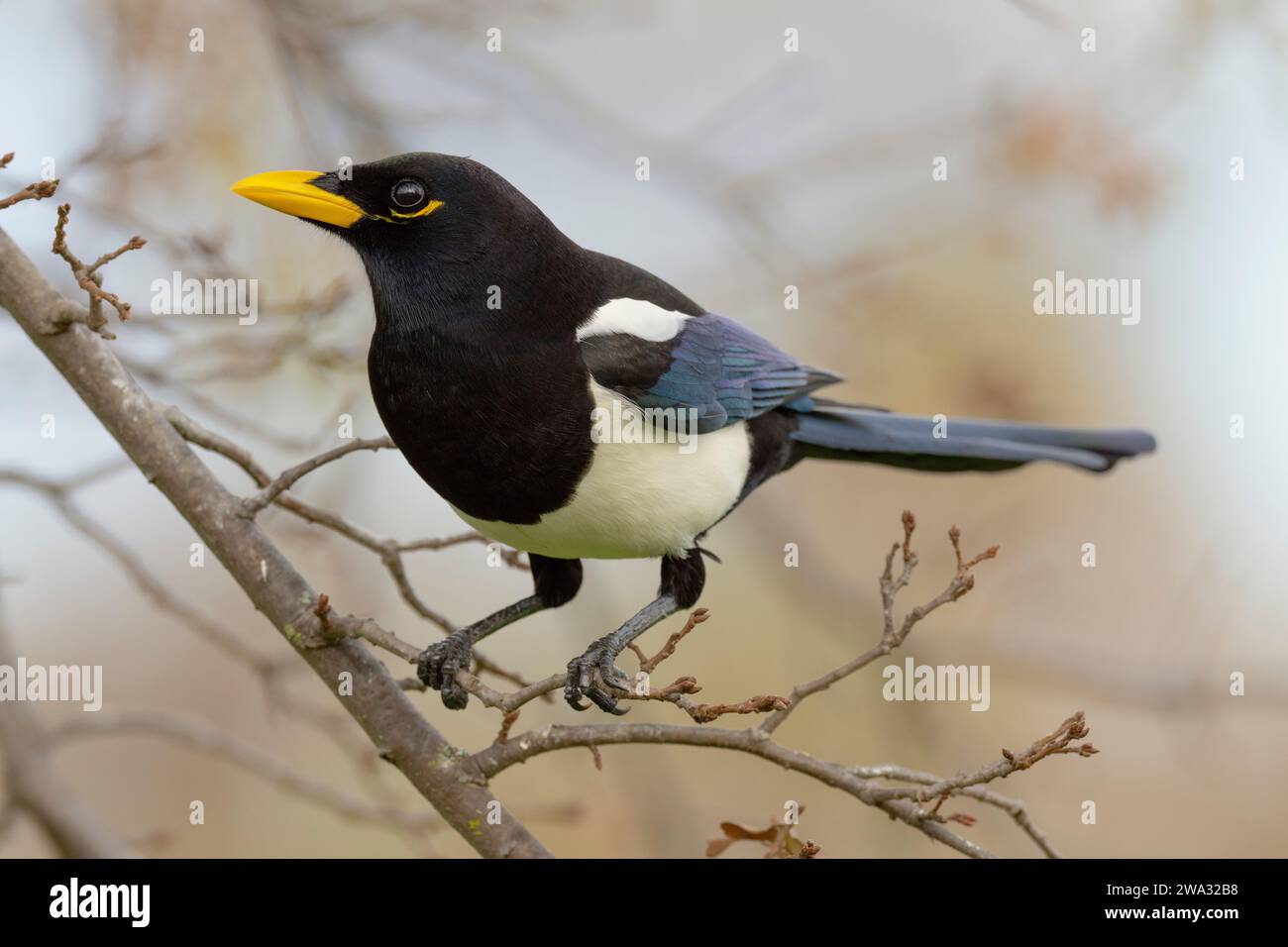 A Yellow-billed Magpie (Pica nuttalli), endemic to California, perched ...