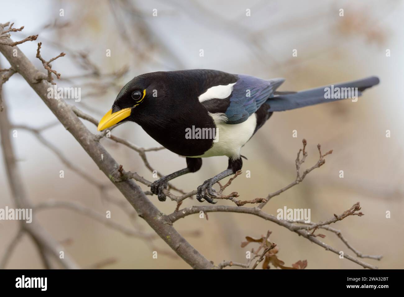 A Yellow-billed Magpie (Pica nuttalli), endemic to California, perched ...