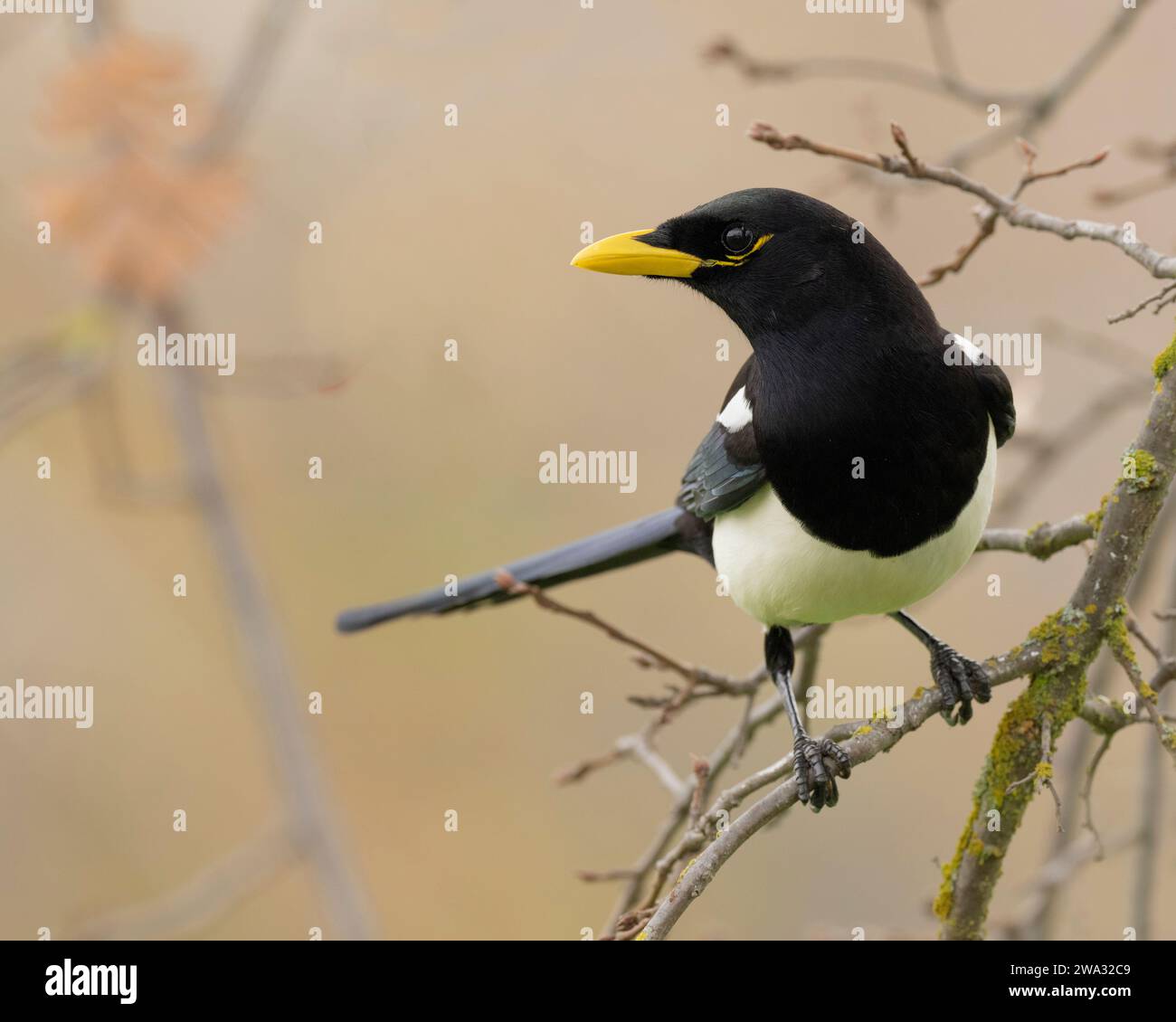 A Yellow-billed Magpie (Pica nuttalli), endemic to California, perched ...