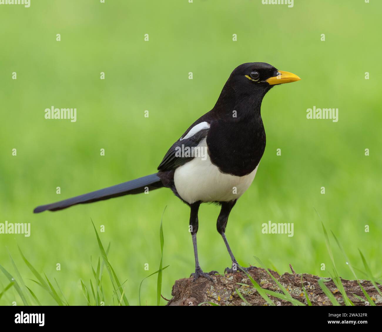 Yellow-billed Magpie (Pica nuttalli) Sacramento County California USA ...