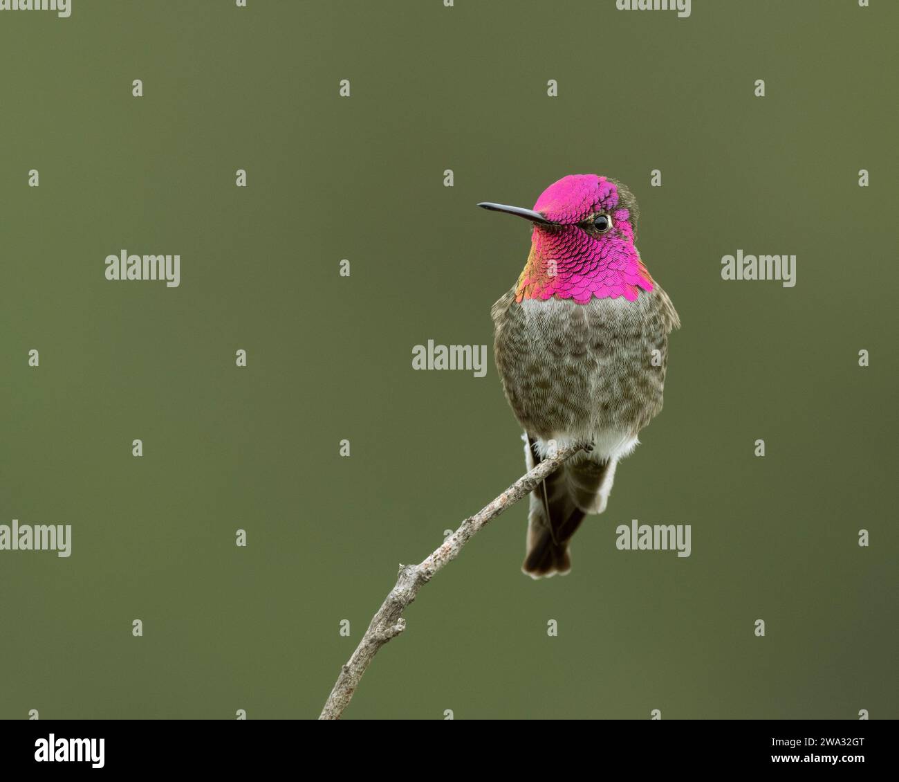 male Anna's Hummingbird (Calypso anna) displaying gorget, Sacramento ...