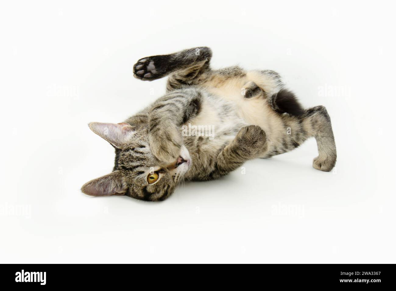 Funny playful male small cat lying down showing its testicles. Isolated ...