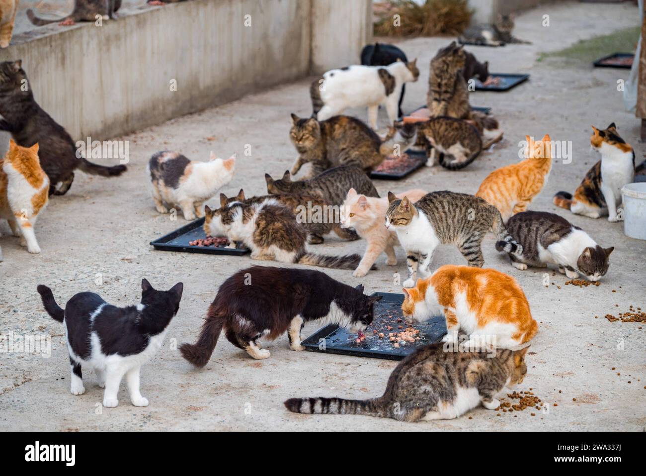 Wilde Katzen / Wild cats *** Wild cats Wild cats Stock Photo - Alamy