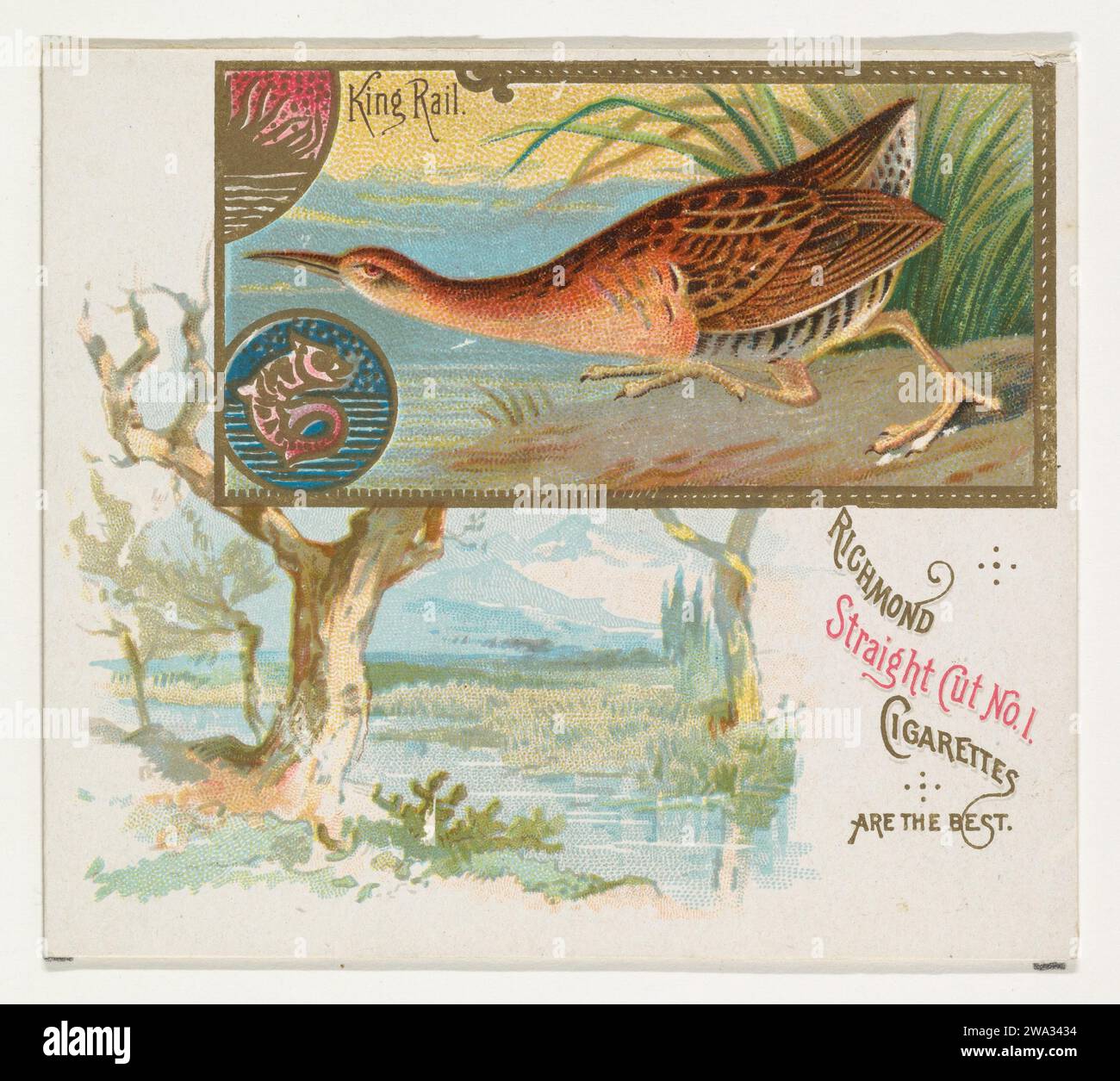 King Rail, from the Game Birds series (N40) for Allen & Ginter ...