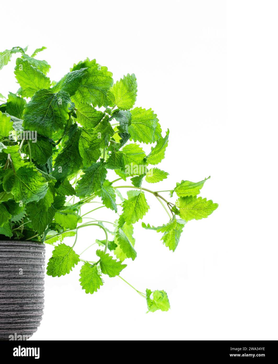 Melissa plant hi-res stock photography and images - Alamy