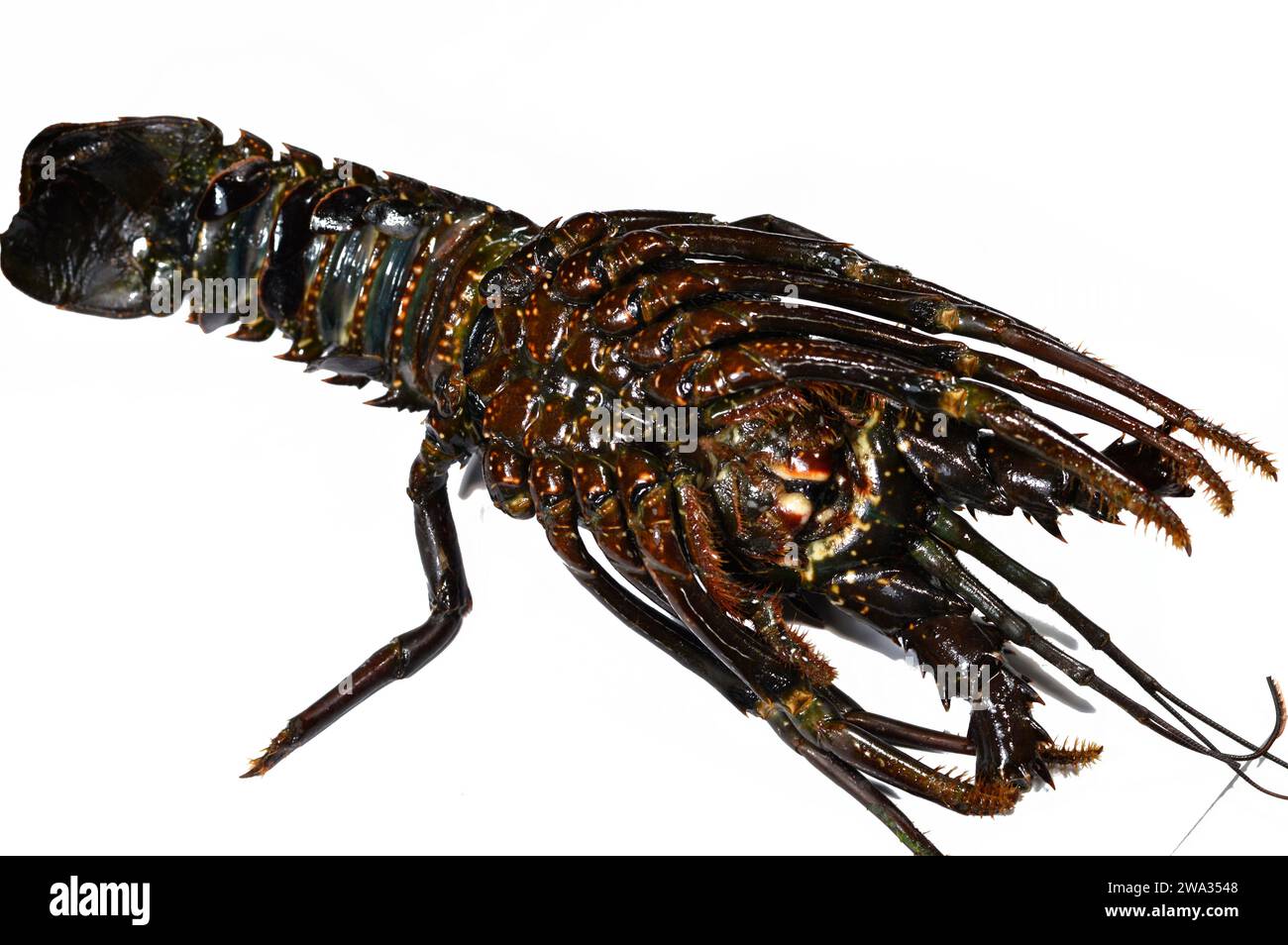 Crab crawfish crayfish lemon lobster seafood Cut Out Stock Images ...