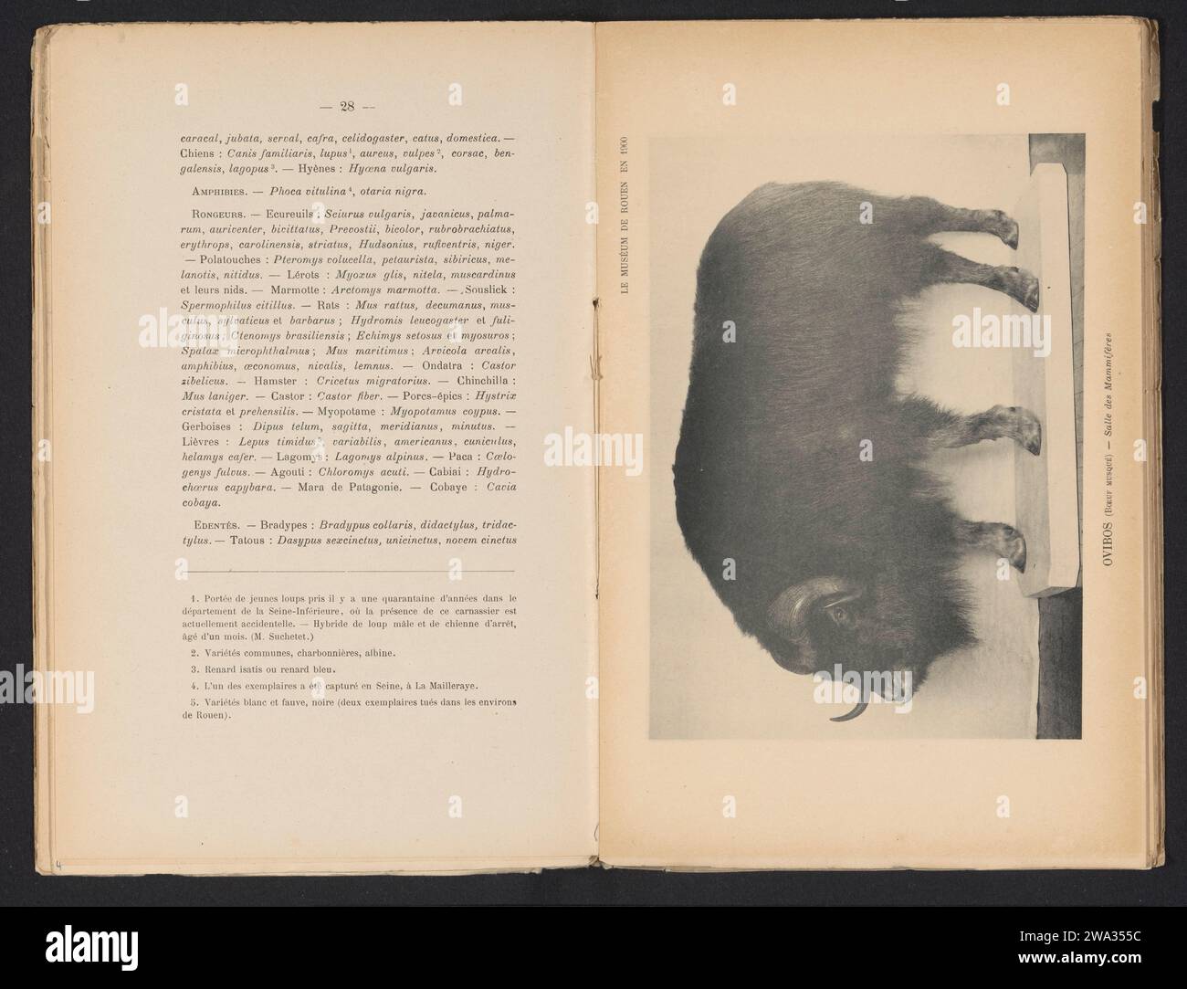 The zoological exhibits at the museum hi-res stock photography and ...
