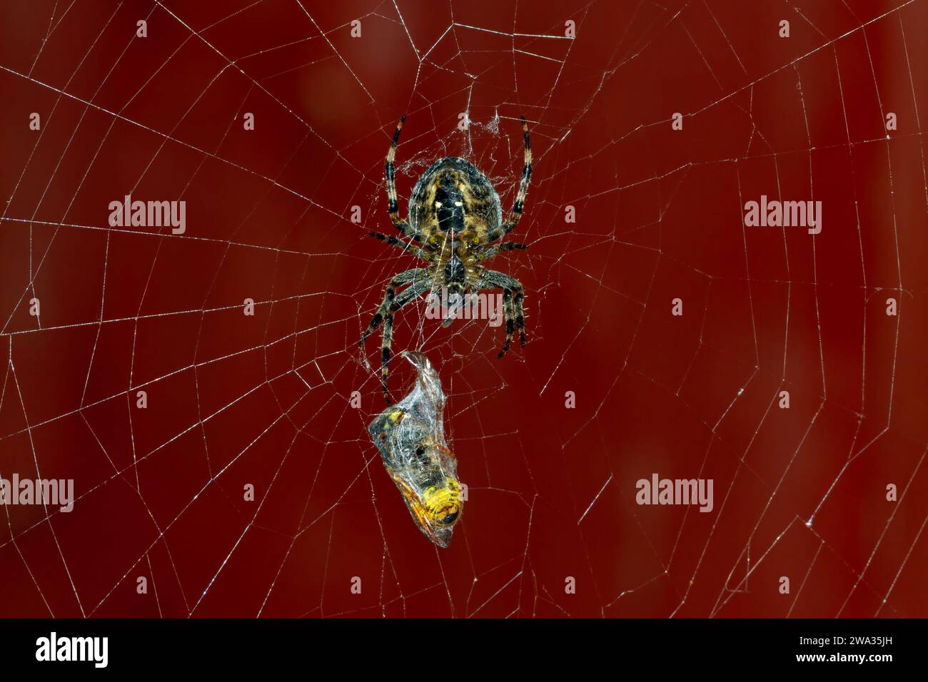 Garden Orb Spider on web wrapping wasp in silk cocoon Stock Photo - Alamy