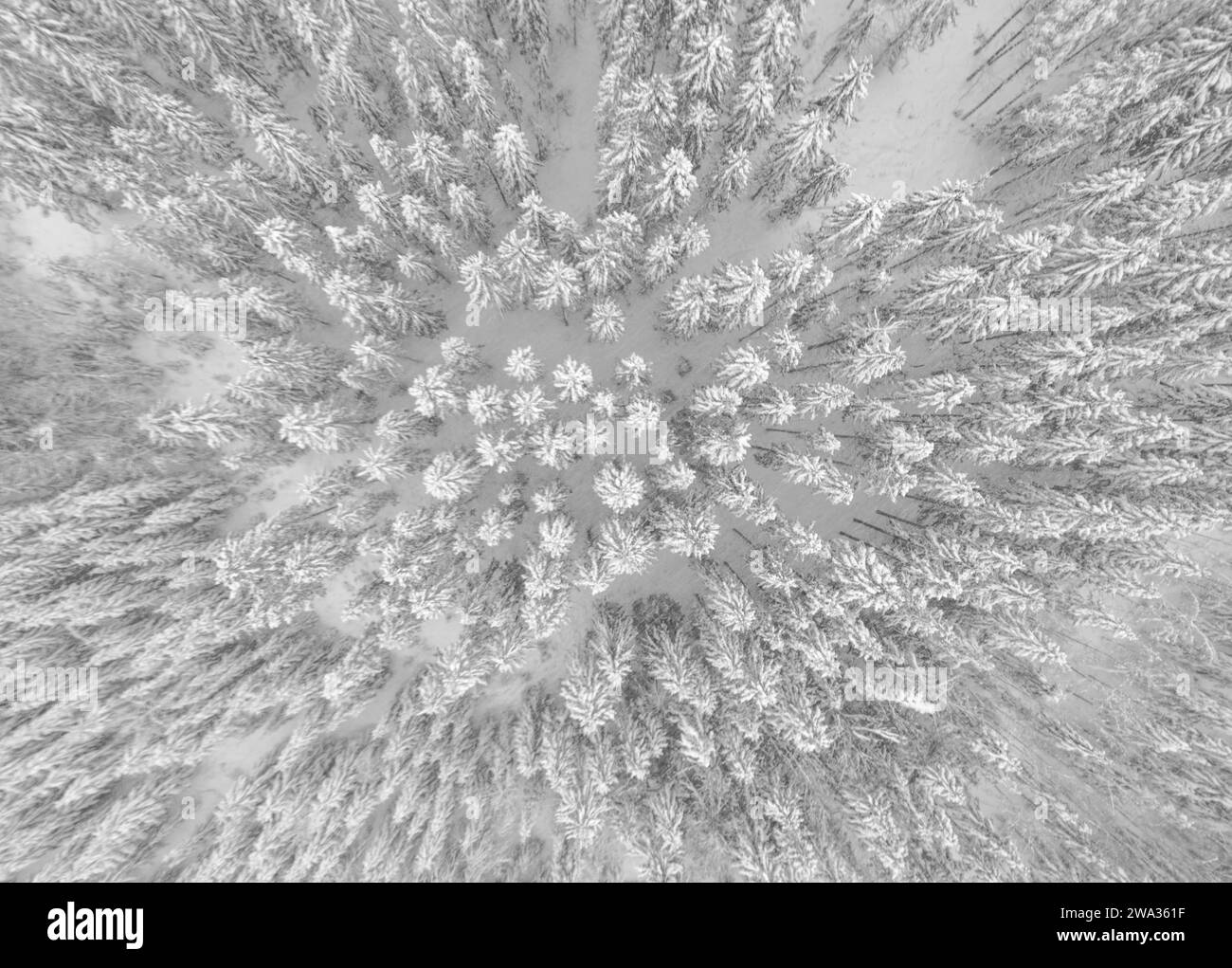 Aerial view of snow covered white forest with frozen trees in cold ...