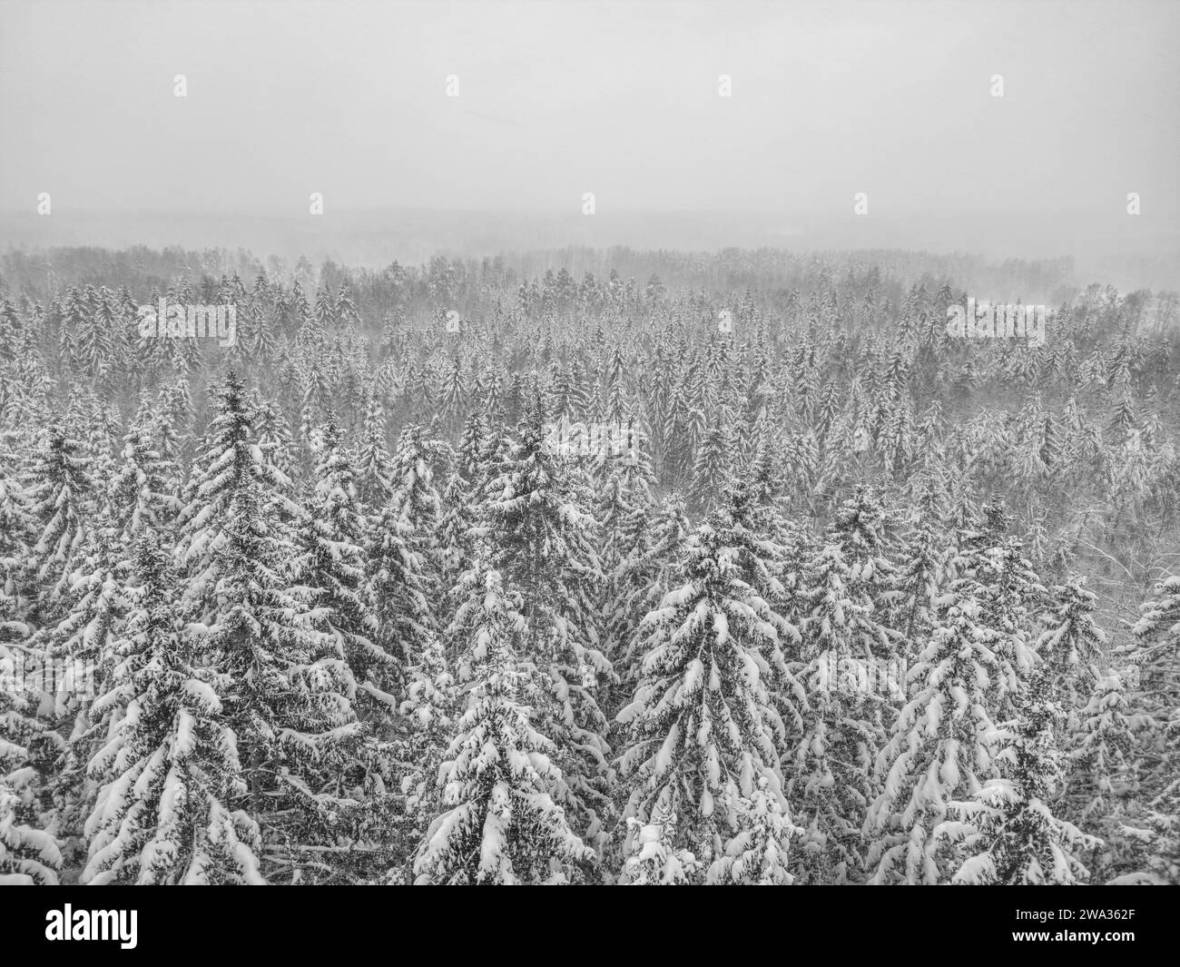Aerial view of snow covered white forest with frozen trees in cold ...