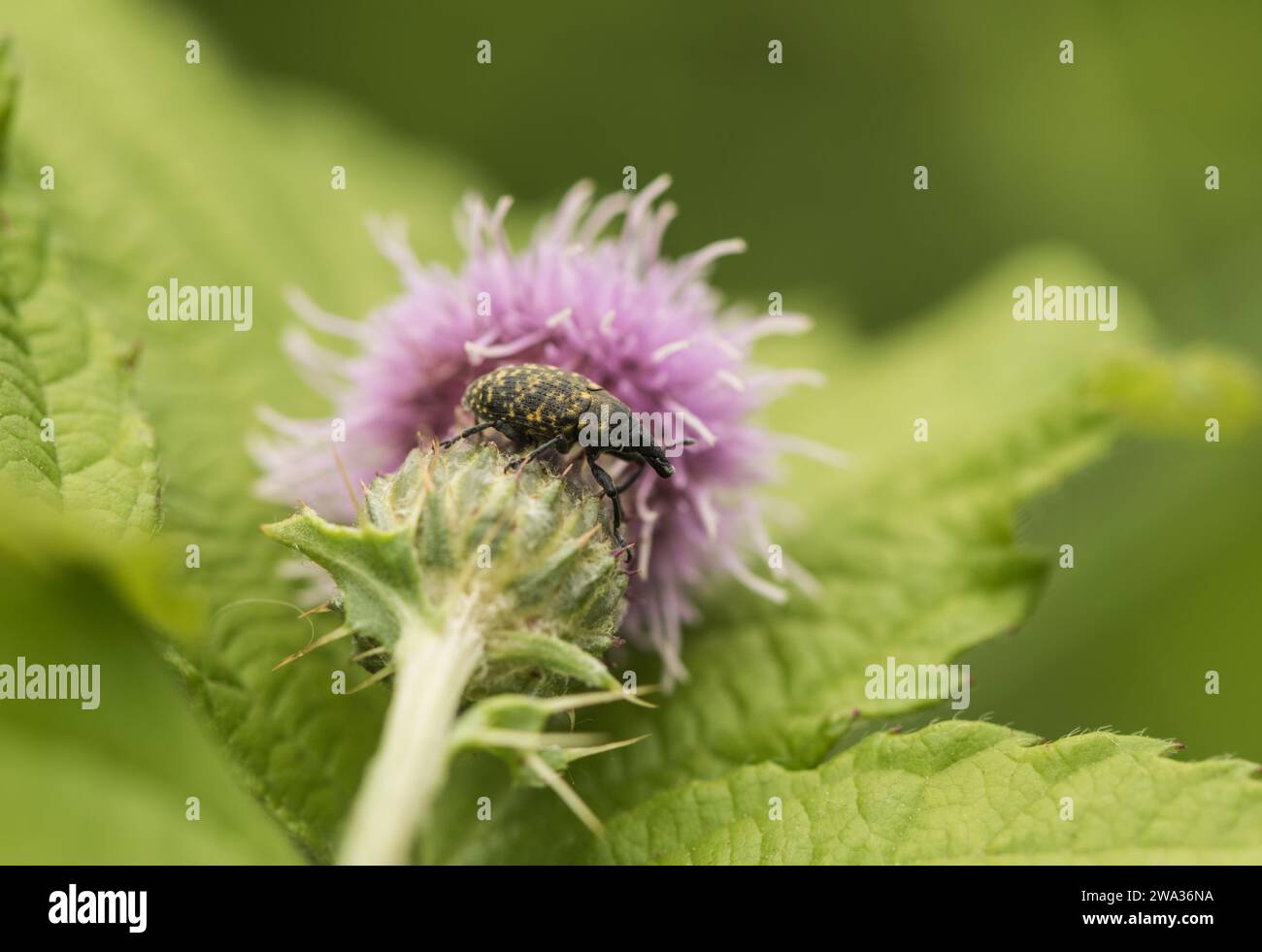 A weevil Larinus turbinatus on a thistle, the food plant of the larva ...