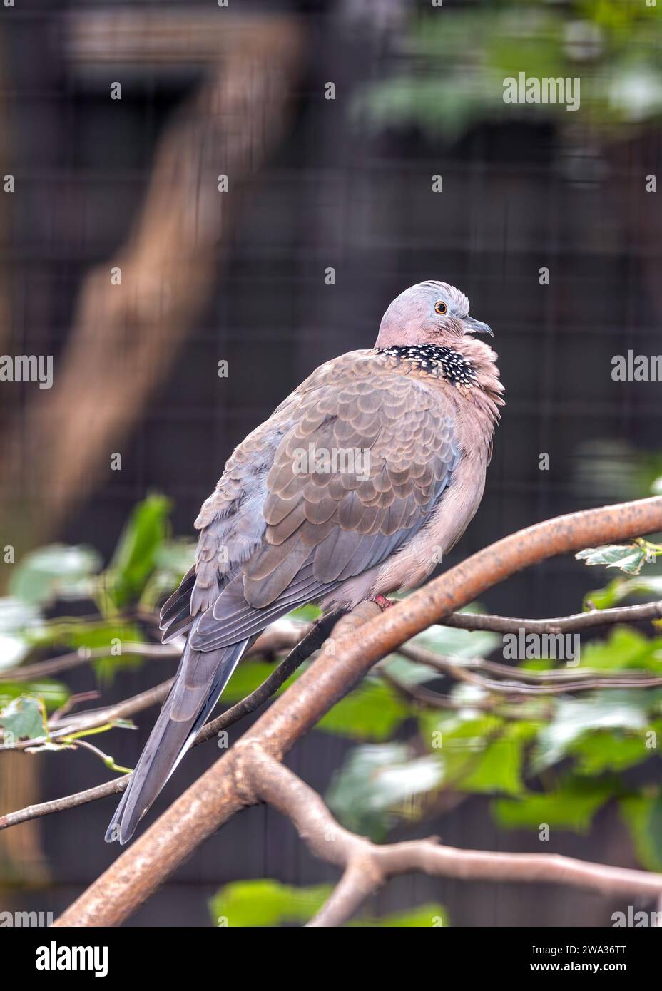 Spilopelia chinensis, the Spotted Dove, graces Asian landscapes with ...