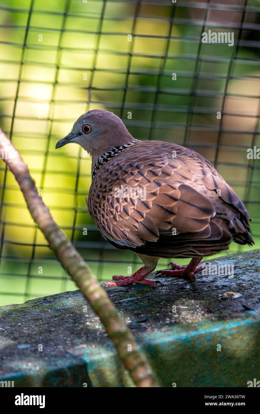 Spilopelia chinensis, the Spotted Dove, graces Asian landscapes with ...