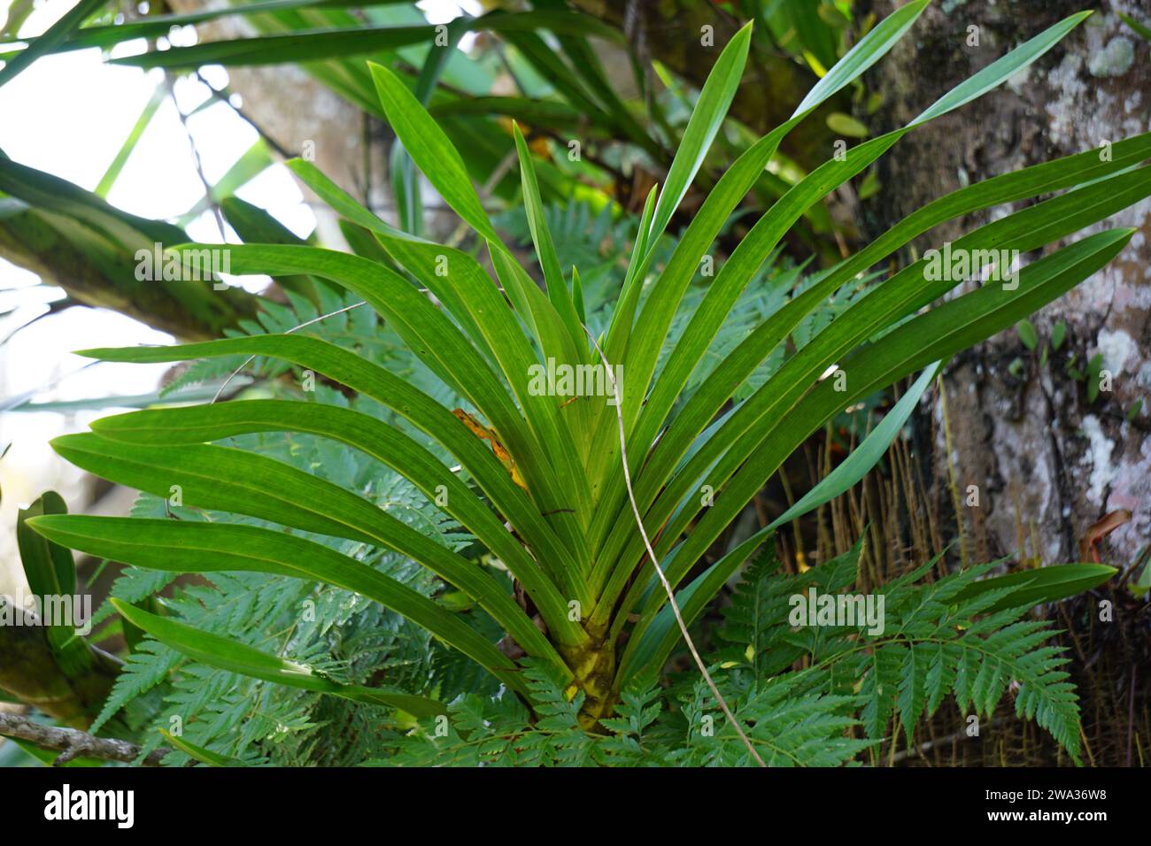 Grammatophyllum speciosum (Also called giant orchid, tiger orchid ...