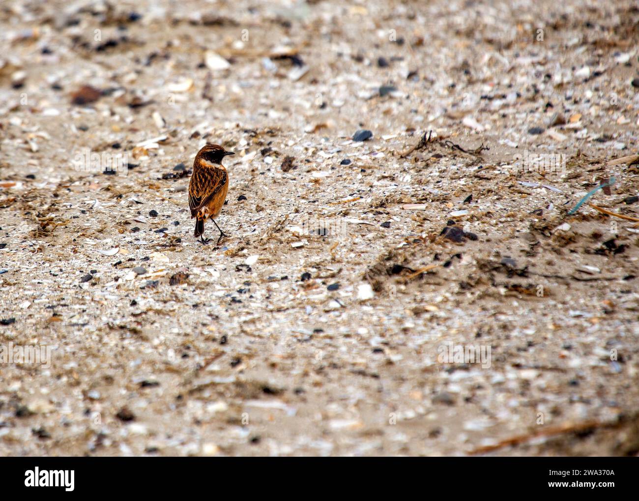 Saxicola rubicola, the Stonechat, perches on European meadows with ...