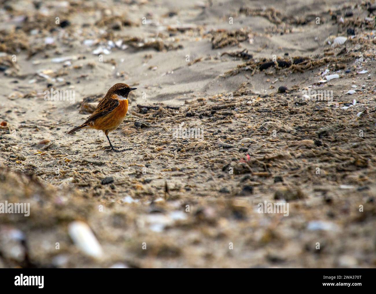 Saxicola rubicola, the Stonechat, perches on European meadows with ...
