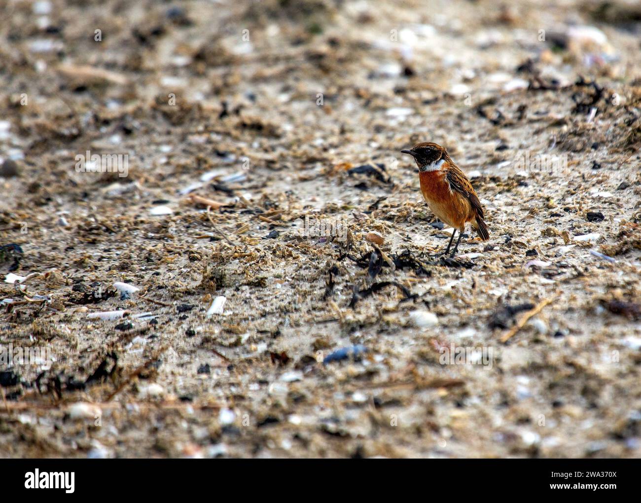 Saxicola rubicola, the Stonechat, perches on European meadows with ...