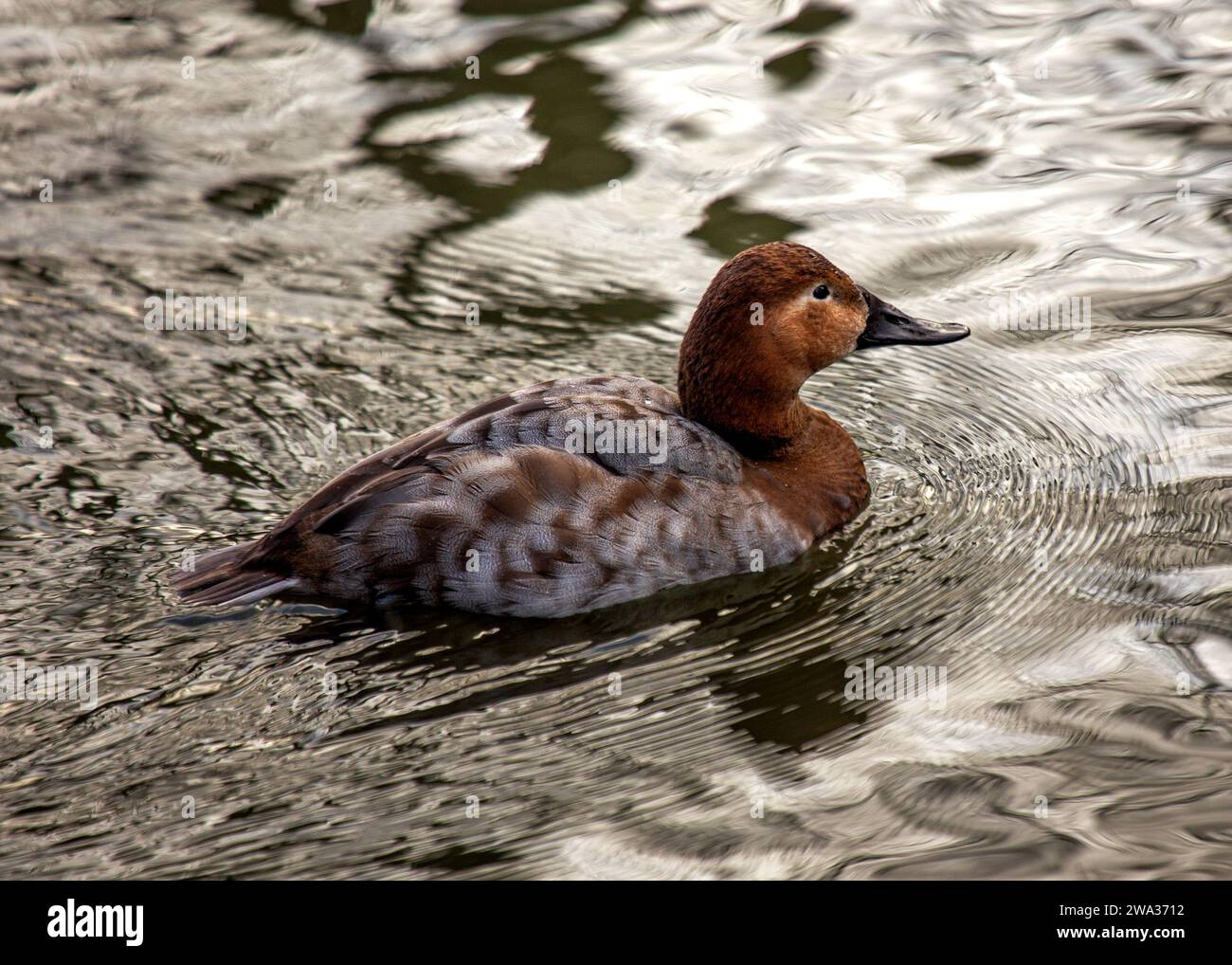 Aythya ferina, the Common Pochard, graces European lakes with its ...