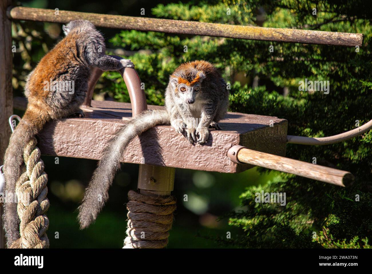 Eulemur coronatus, the Crowned Lemur, graces Madagascar's forests with ...