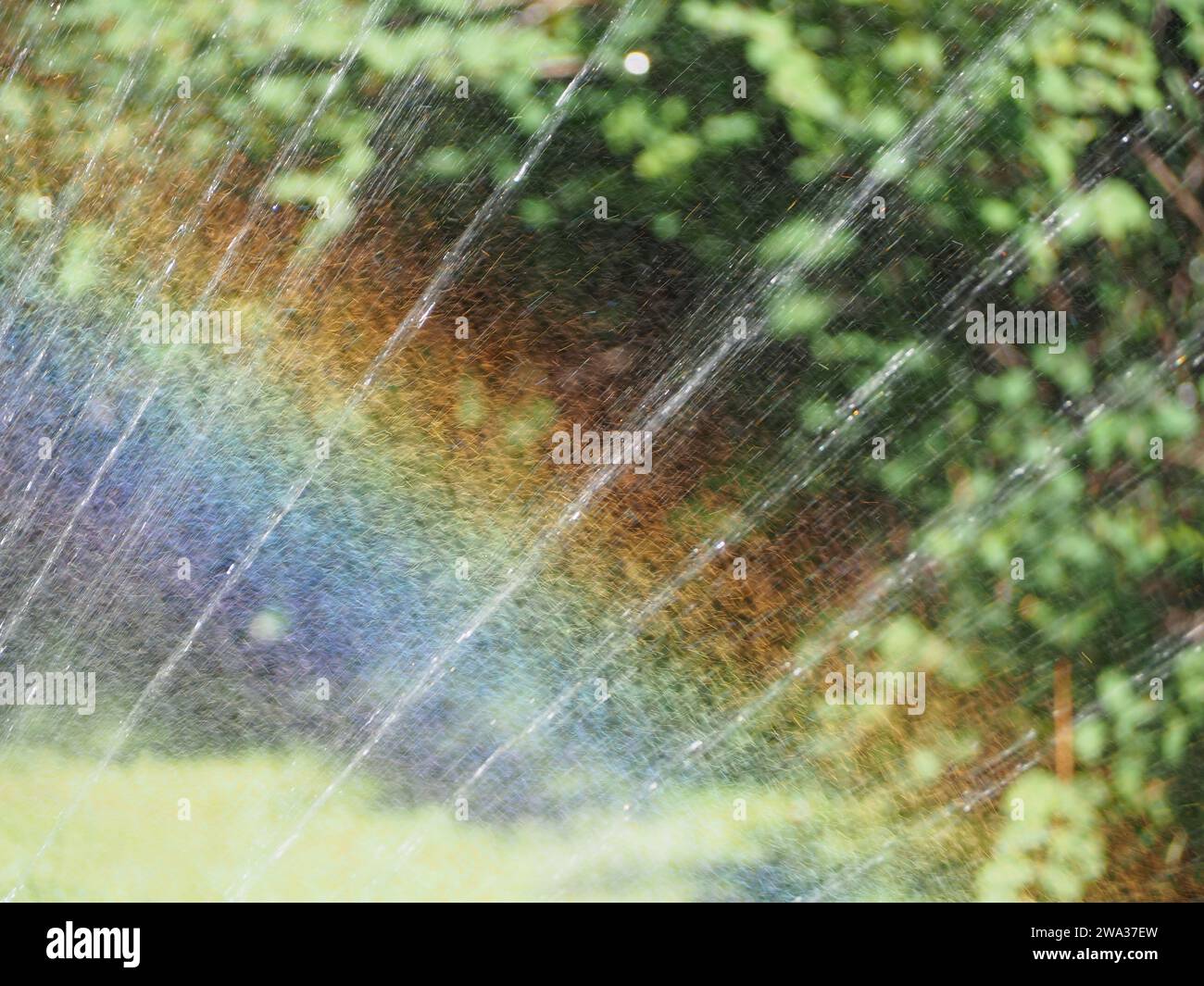 Rainbow In Droplets Of Water By Rotating Nozzle Irrigation Sprinkler ...